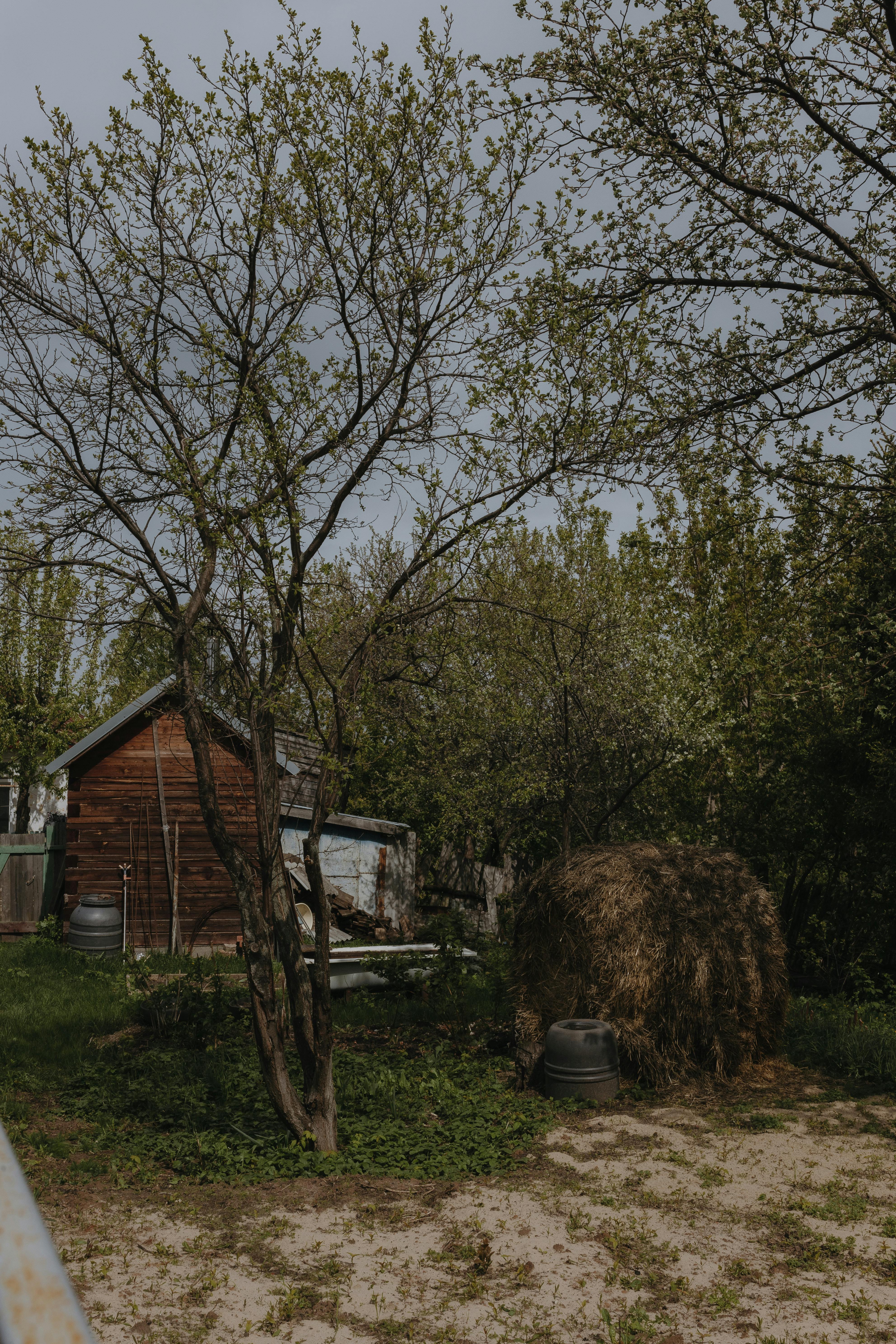 Trees and Hay at Farm · Free Stock Photo