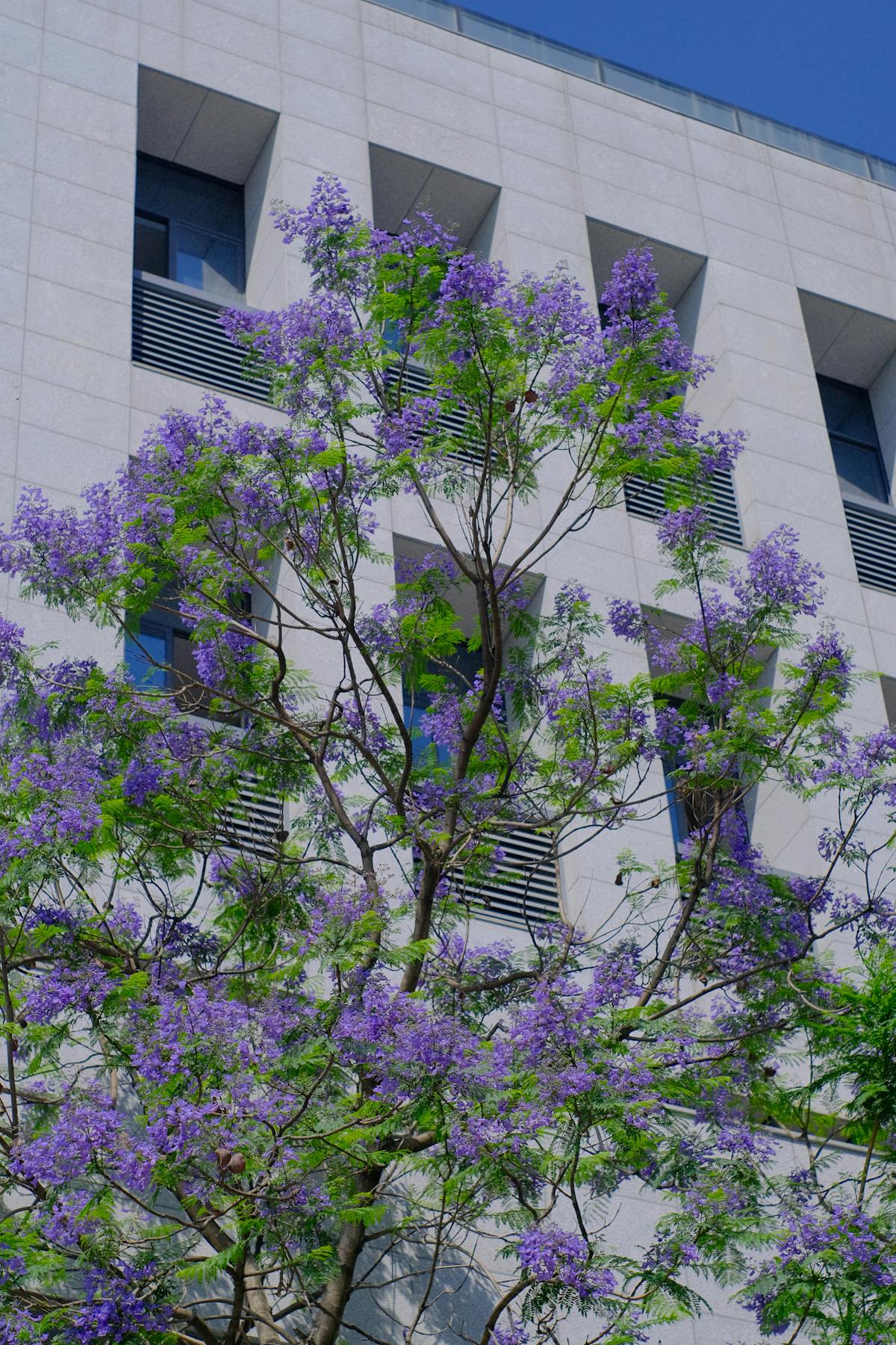 Jacaranda Photos, Download The BEST Free Jacaranda Stock Photos & HD Images