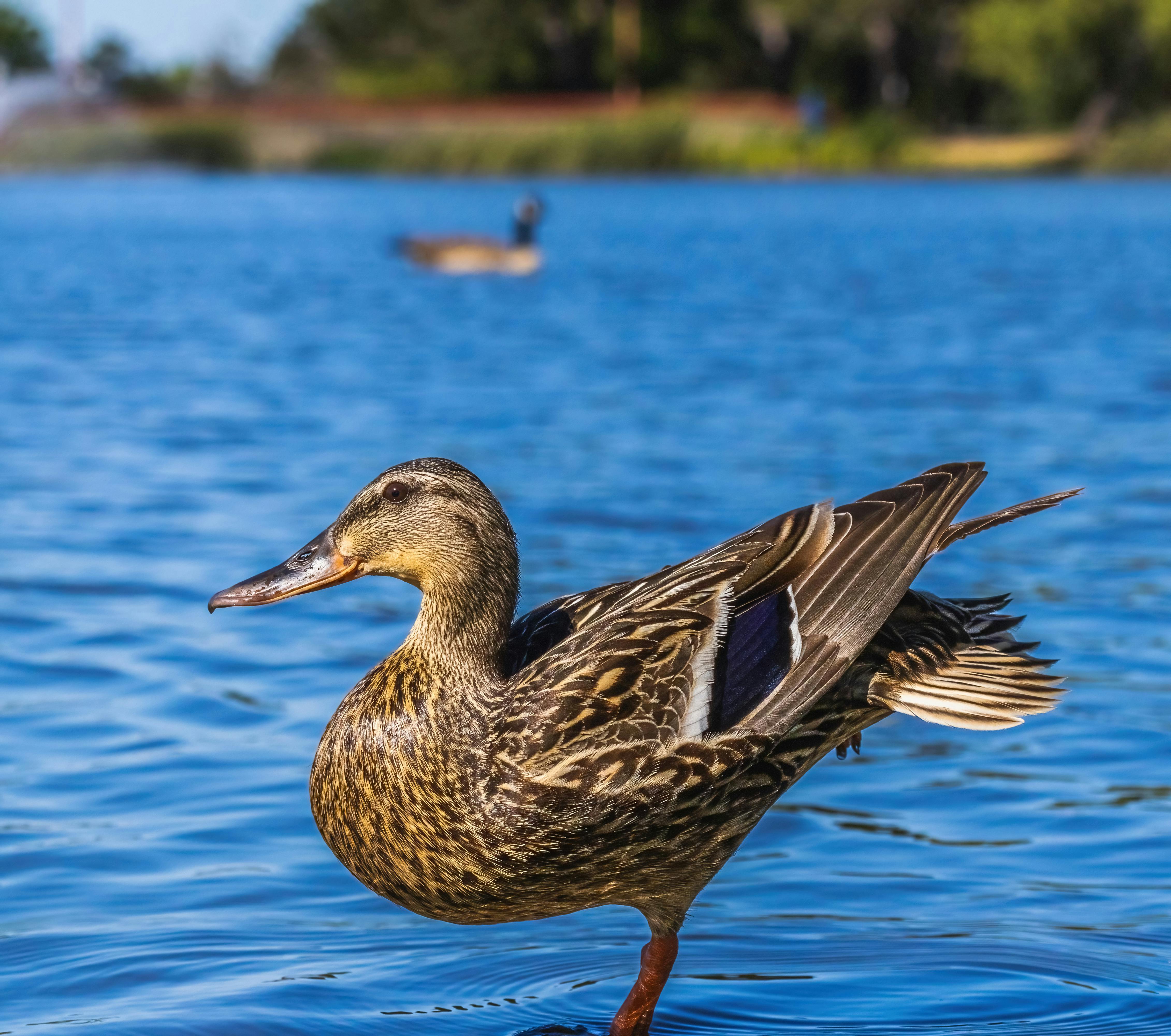Duck in Lake · Free Stock Photo