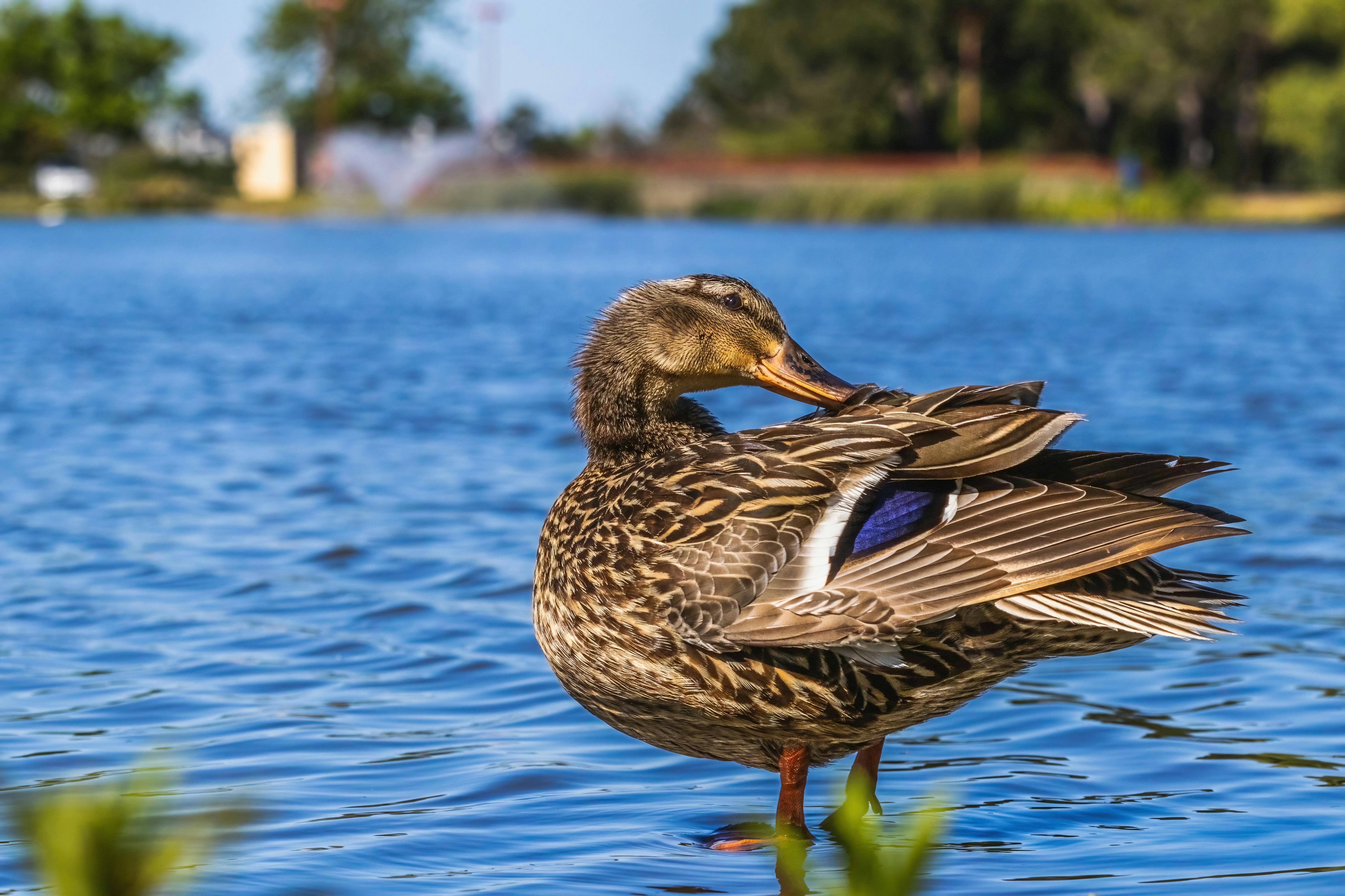 Duck on Lake · Free Stock Photo