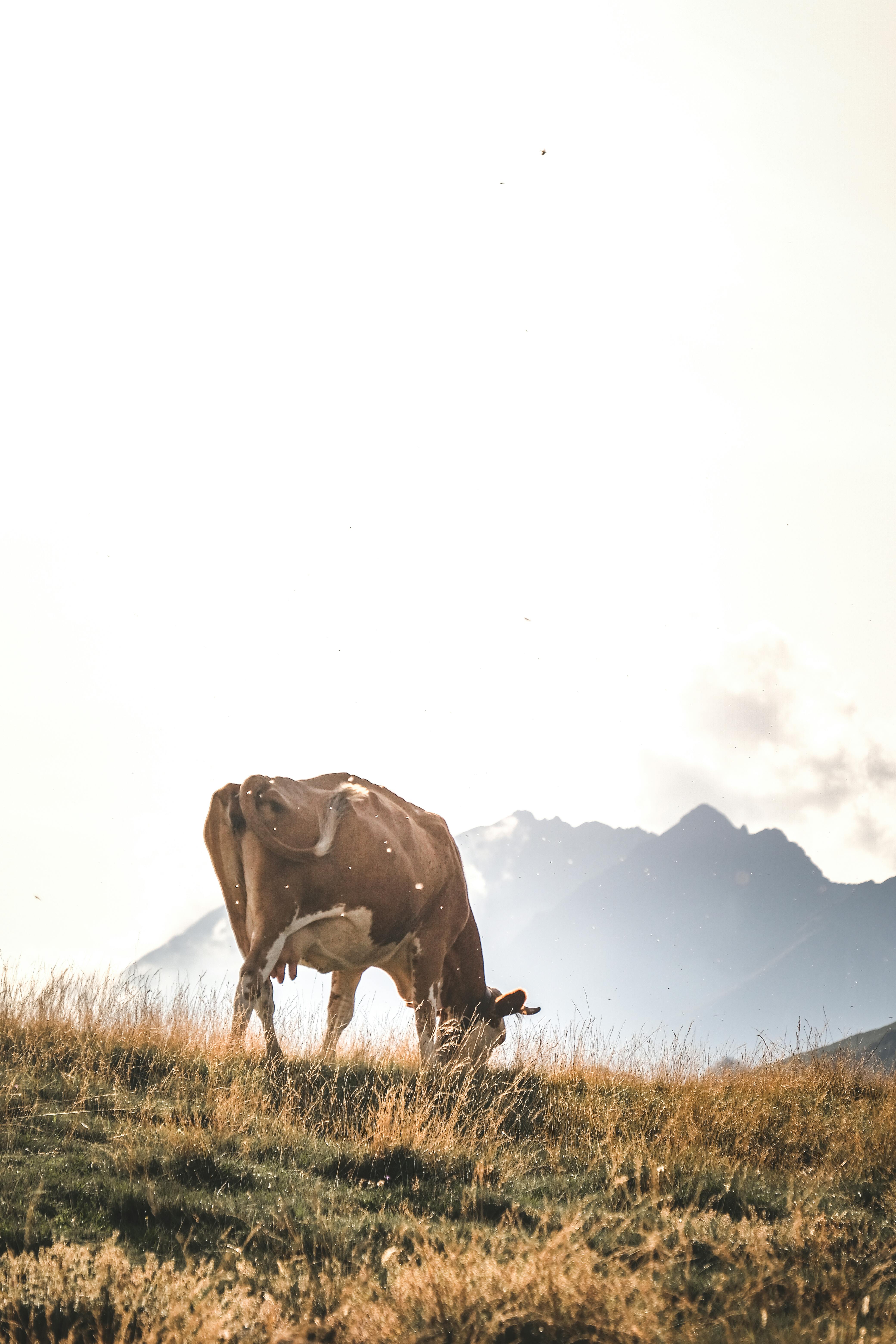 Cow Standing Alone on Hayfield · Free Stock Photo