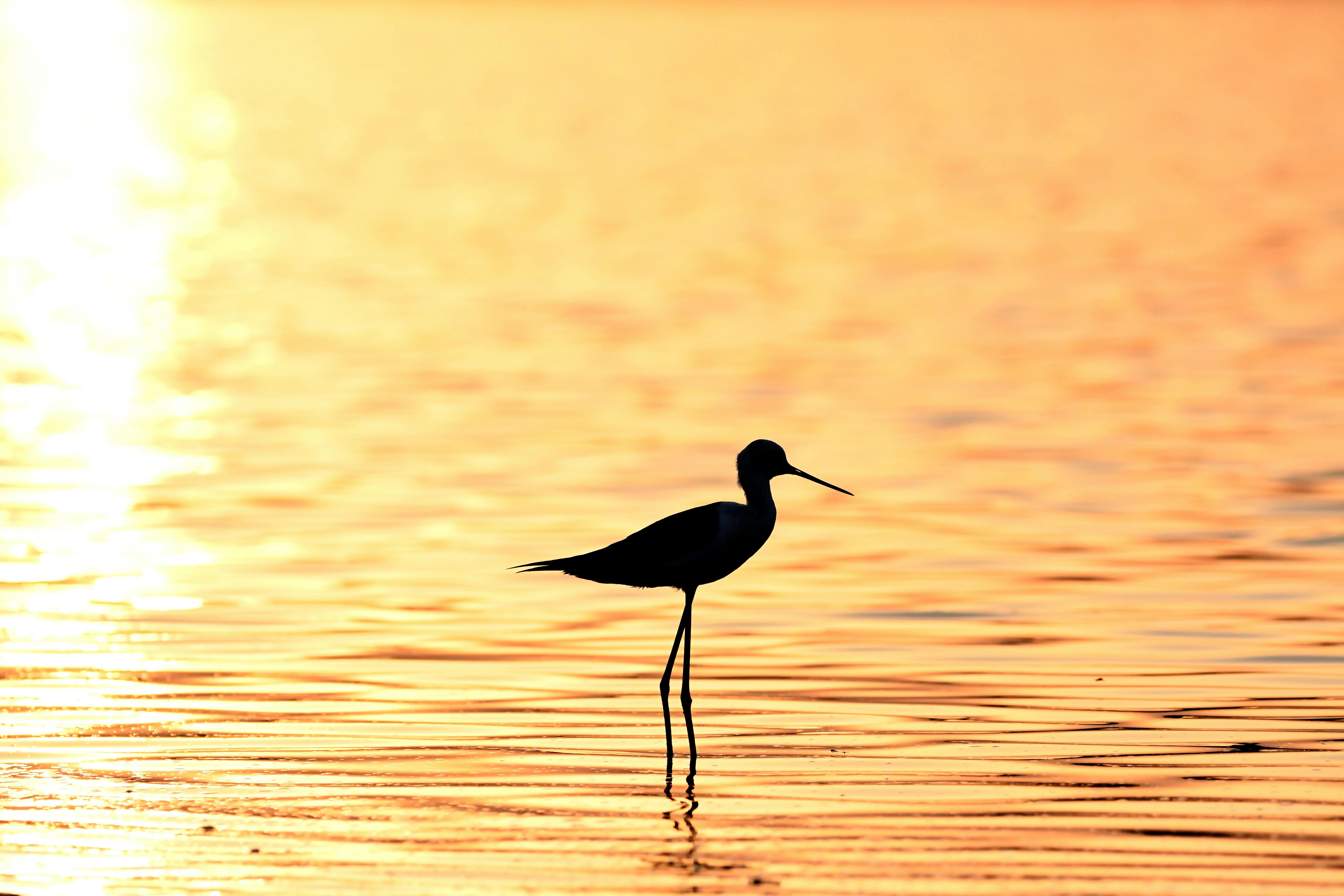 Silhouette of a Willet Standing in Shallow Water at Sunset · Free Stock ...