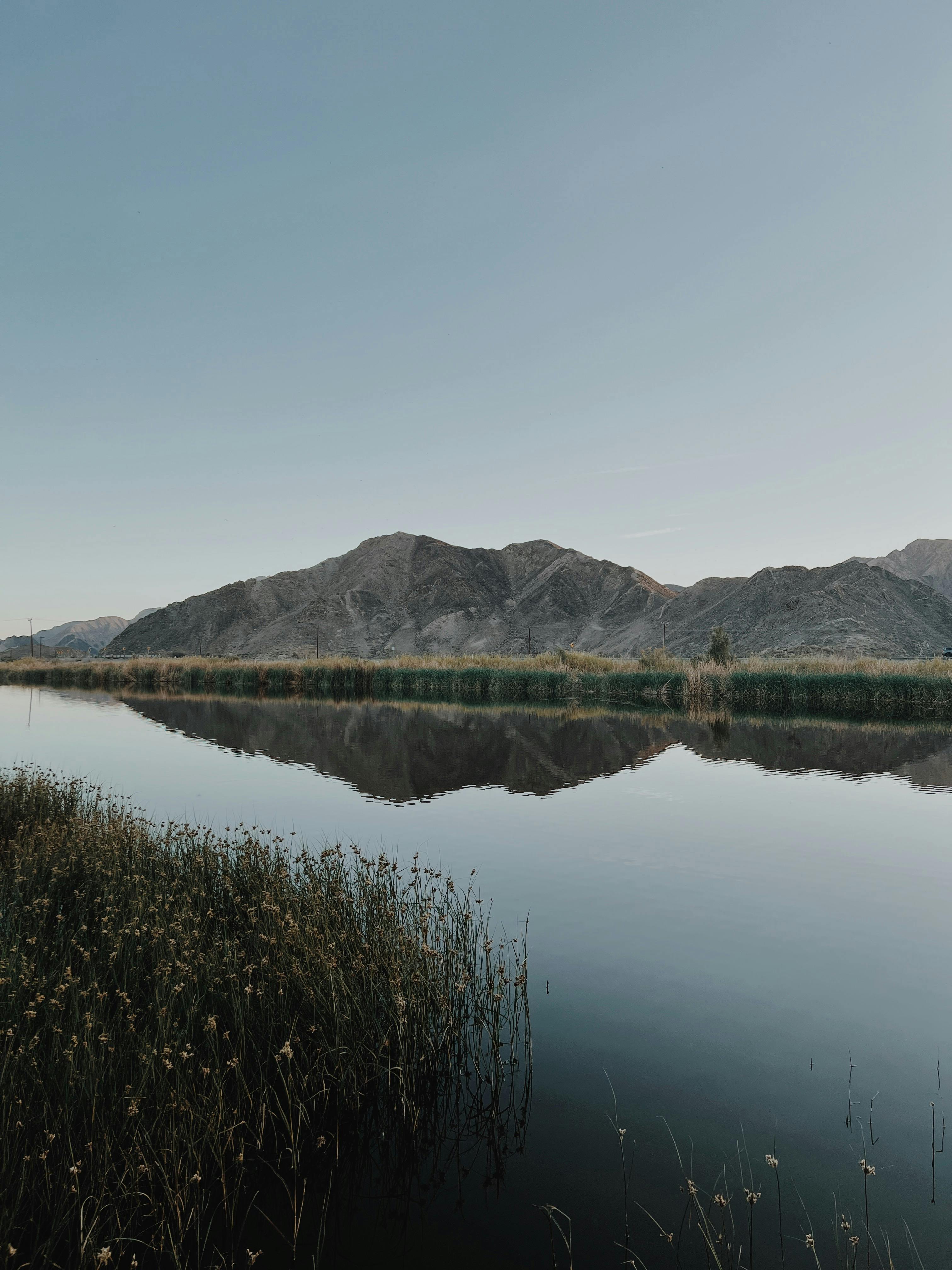 Reed on Riverbank in Valley · Free Stock Photo