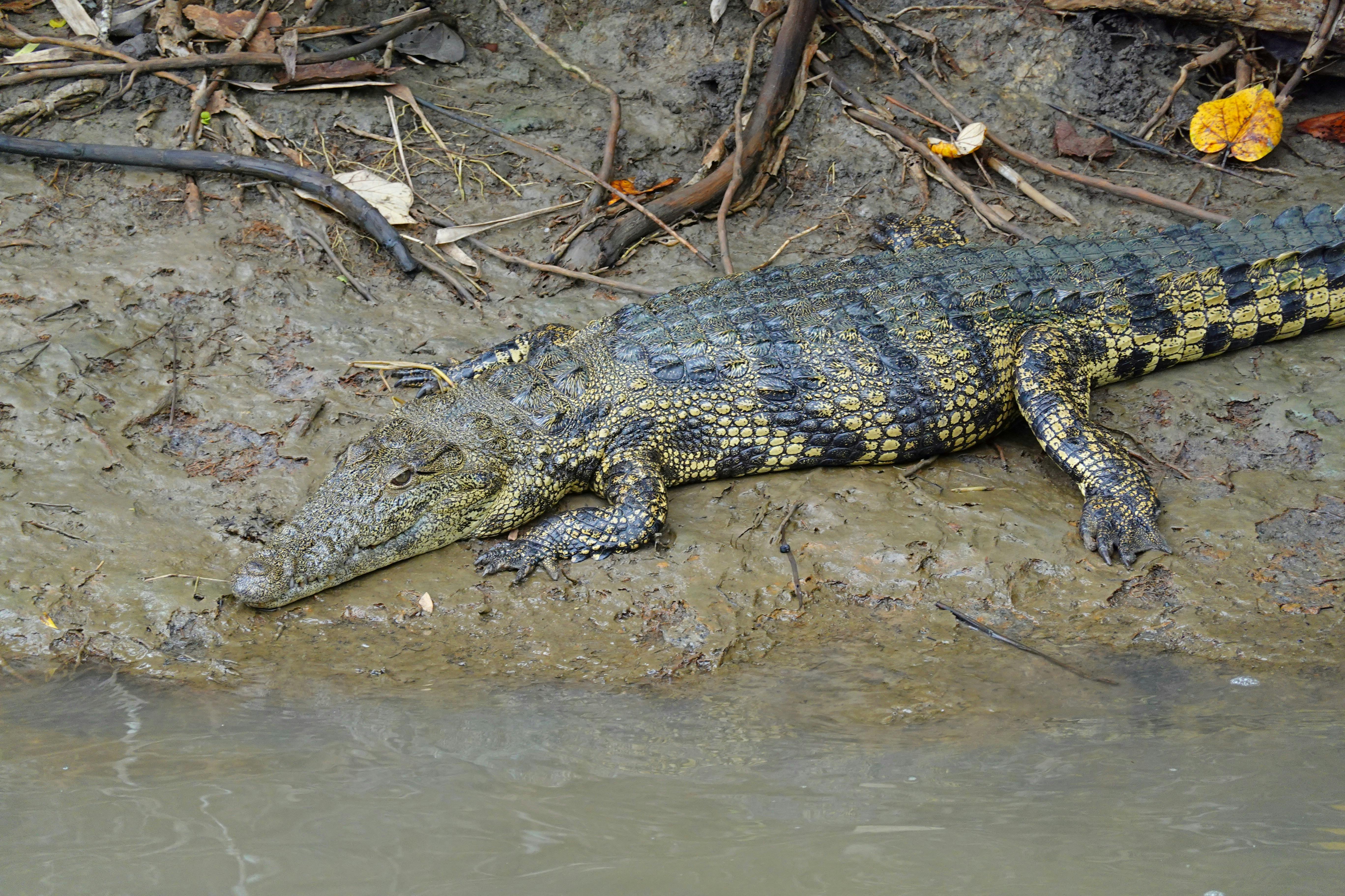 Alligator Lying on Beach · Free Stock Photo