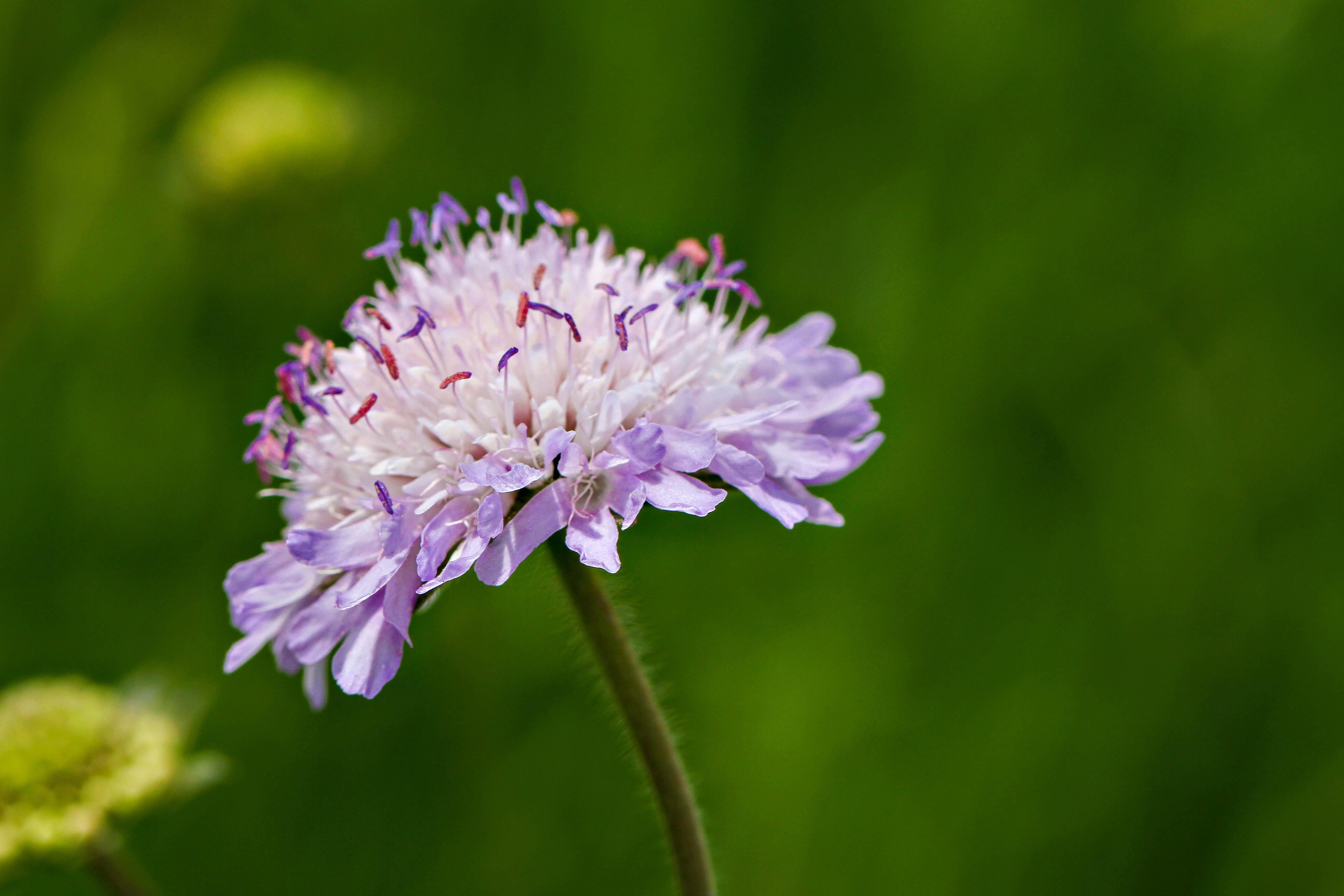 Extreme Close-up of Field Scabies · Free Stock Photo