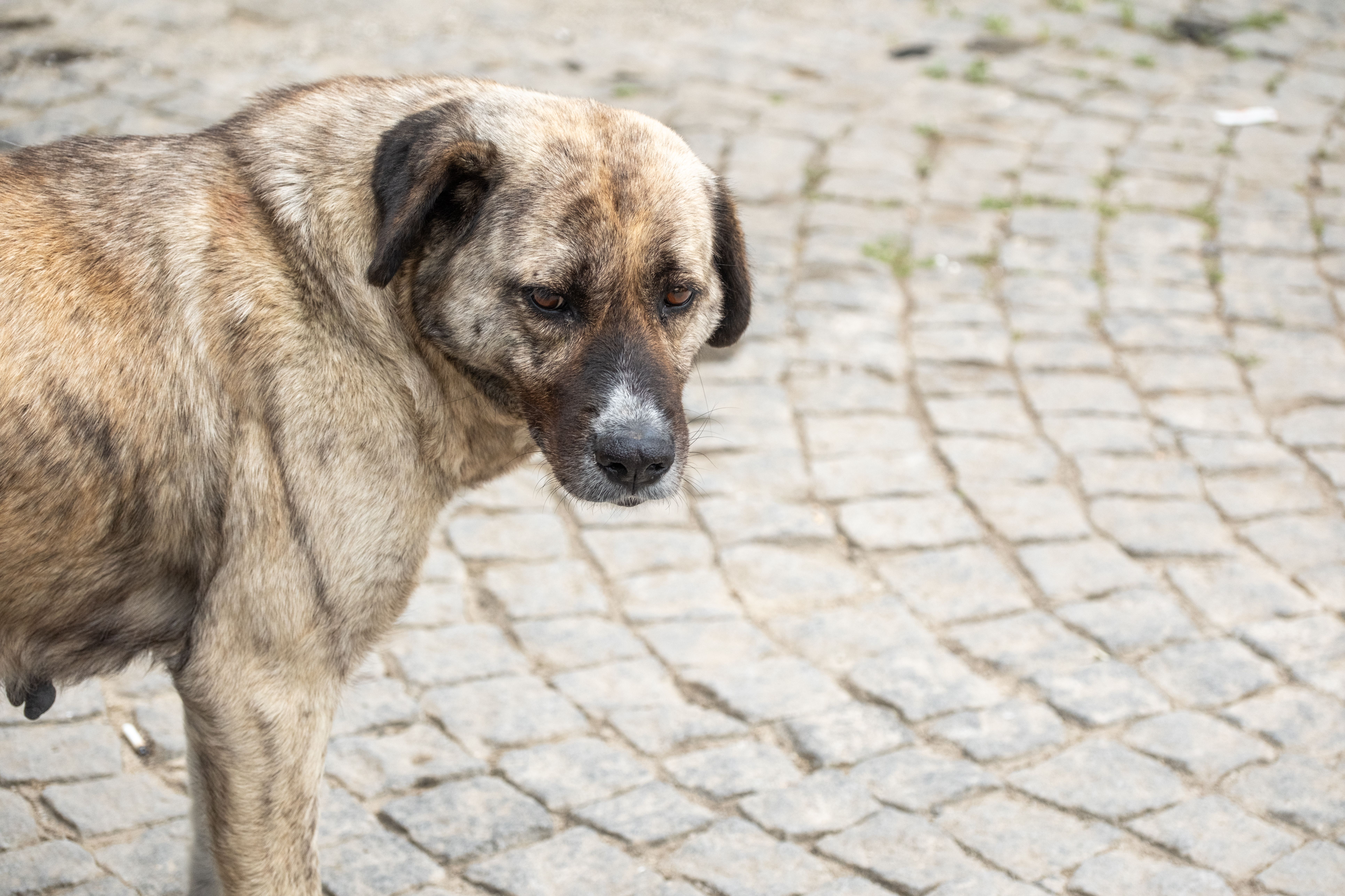 Close-up of a Corsican Dog · Free Stock Photo
