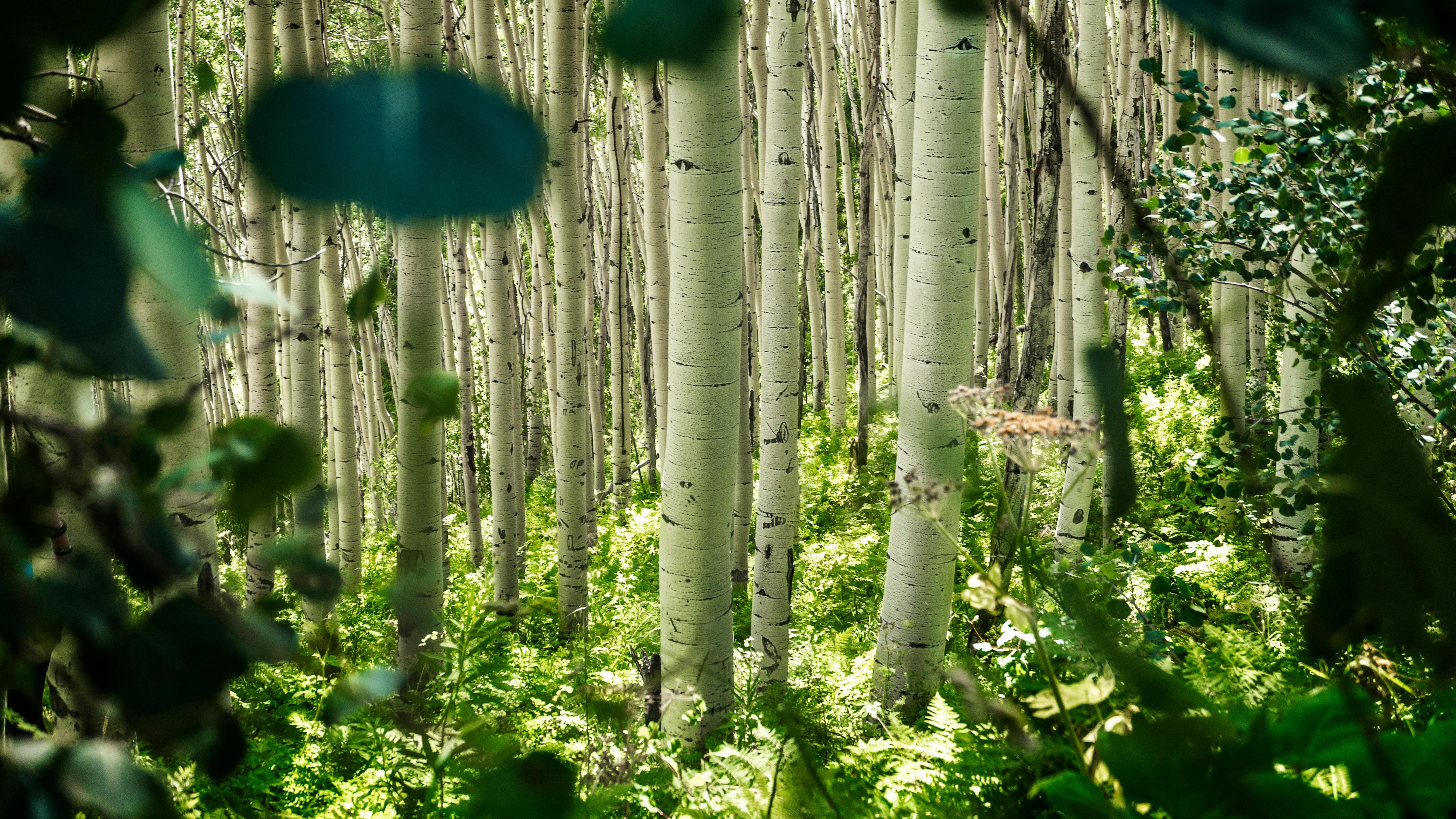 Trees in Deep Forest · Free Stock Photo