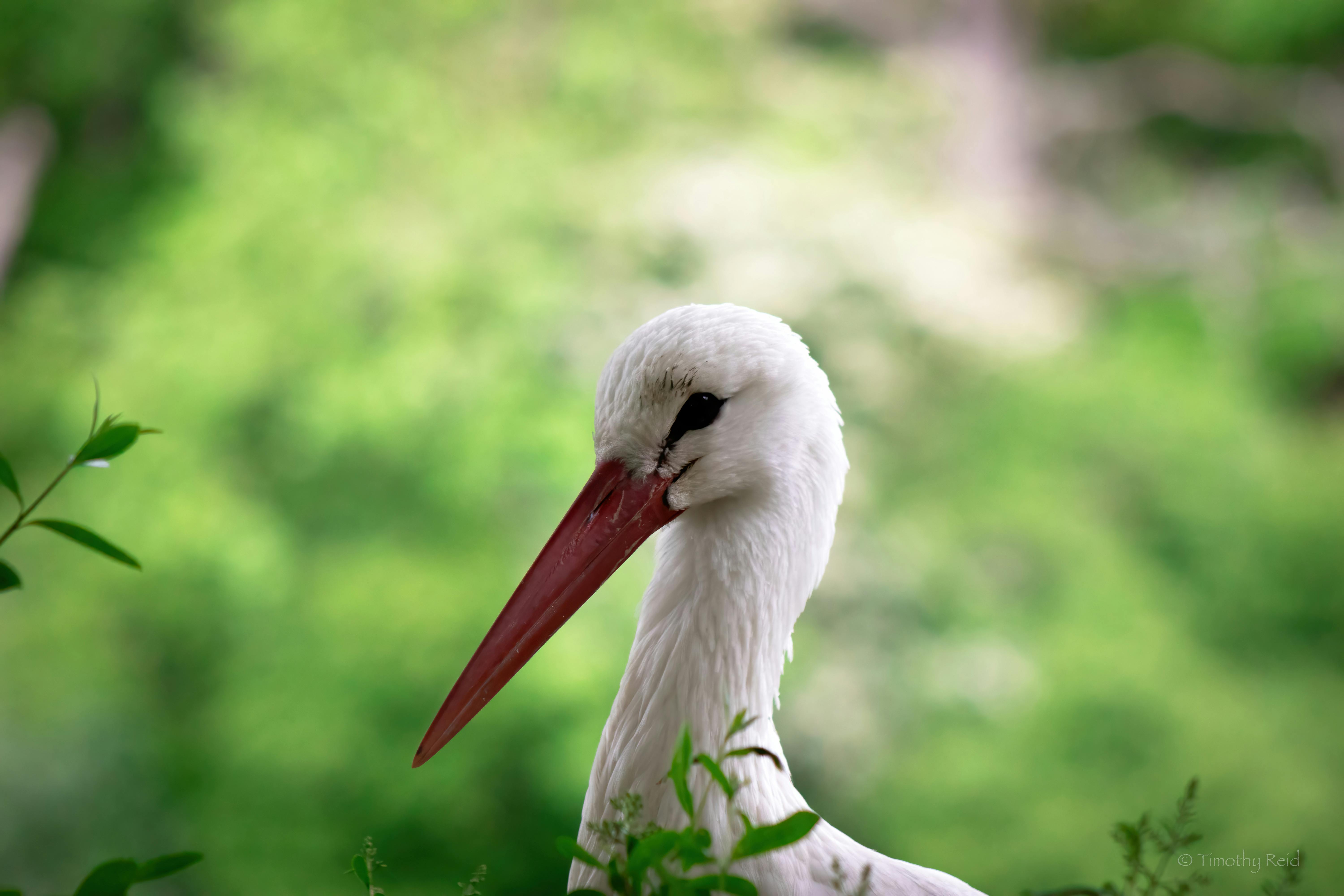 Beautiful White Bird · Free Stock Photo