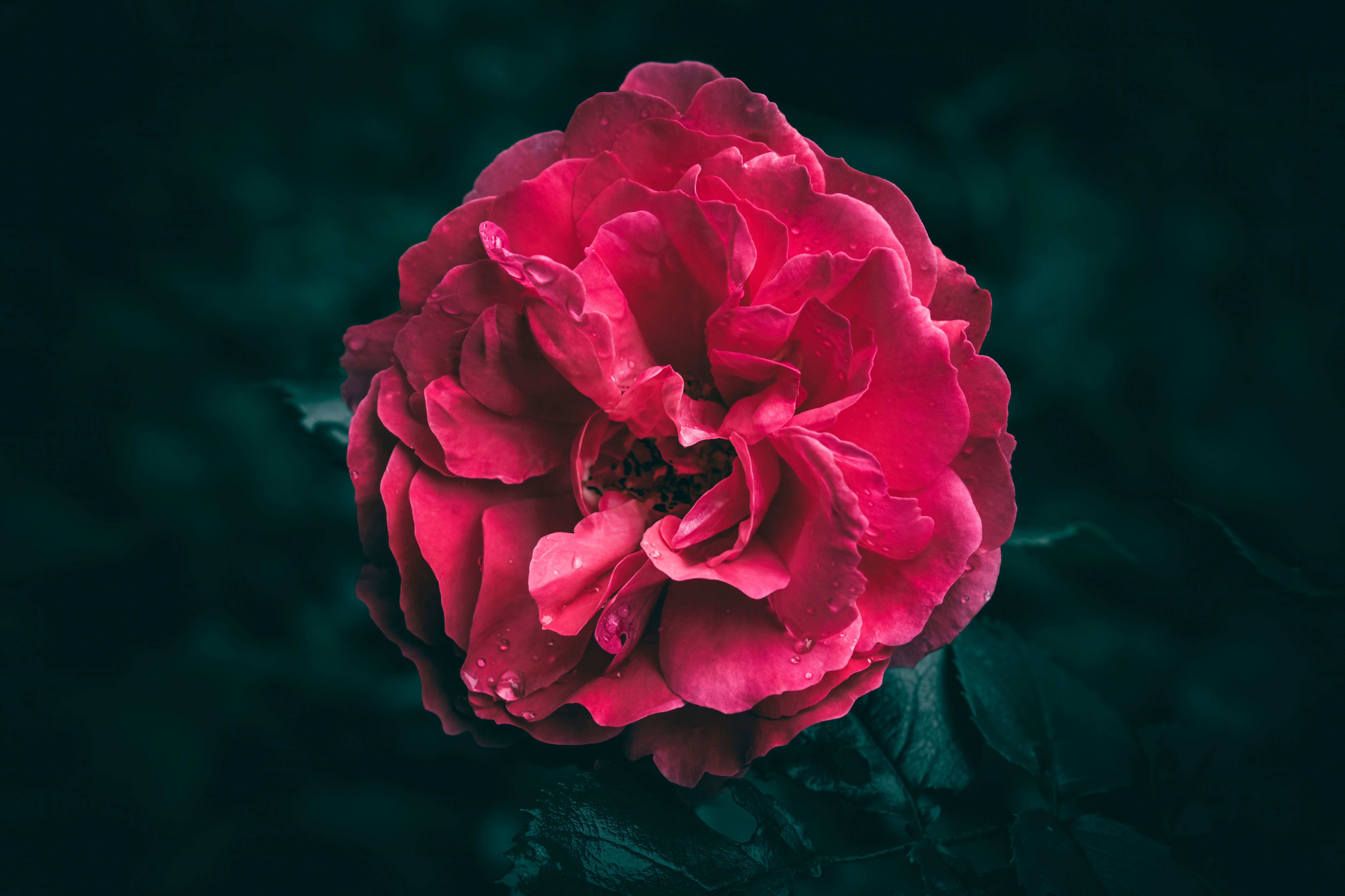 A close up of a bright red and pink rose with rain drops · Free Stock Photo
