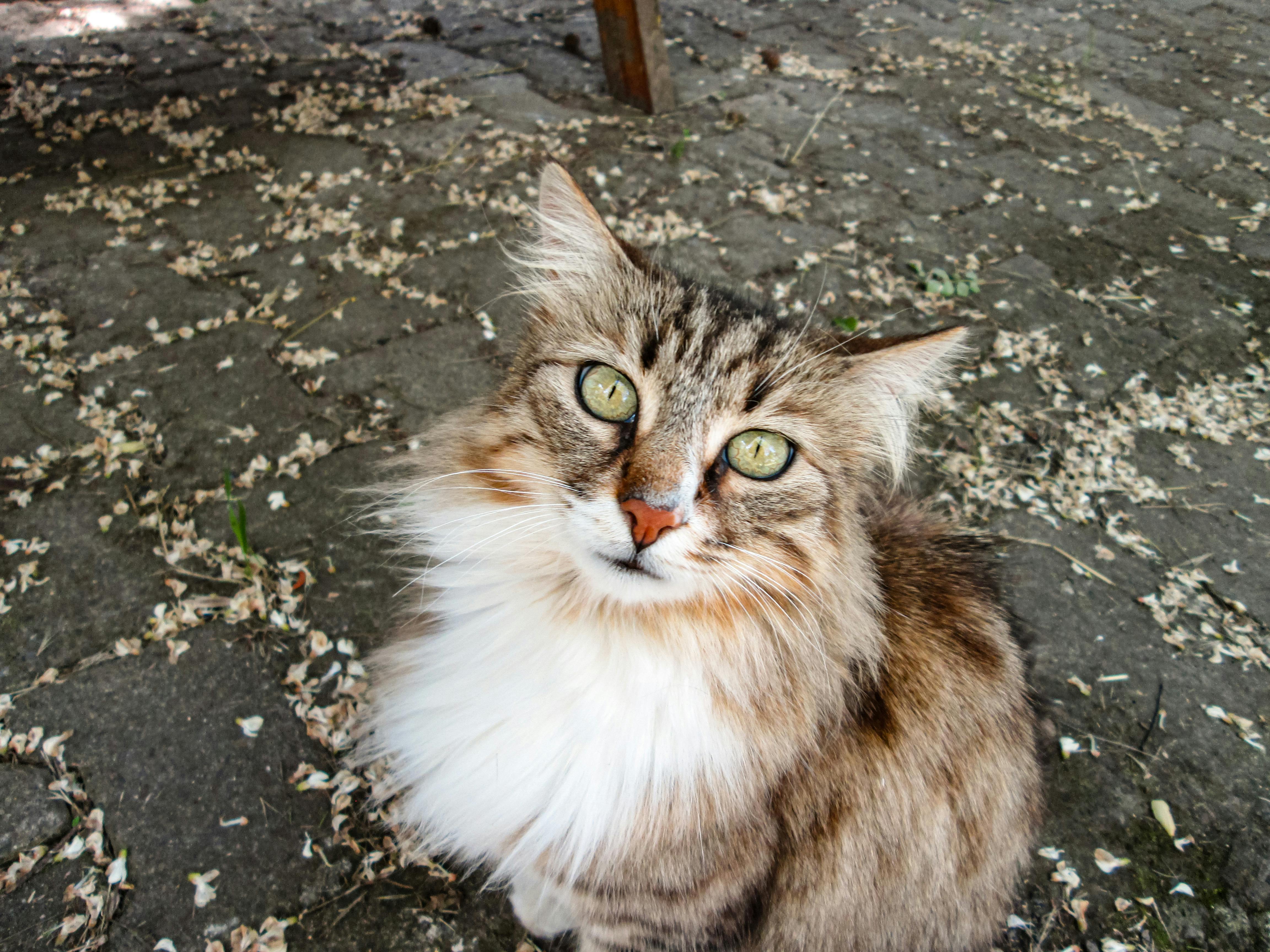 Curiosity Photos, Download The BEST Free Curiosity Stock Photos & HD Images