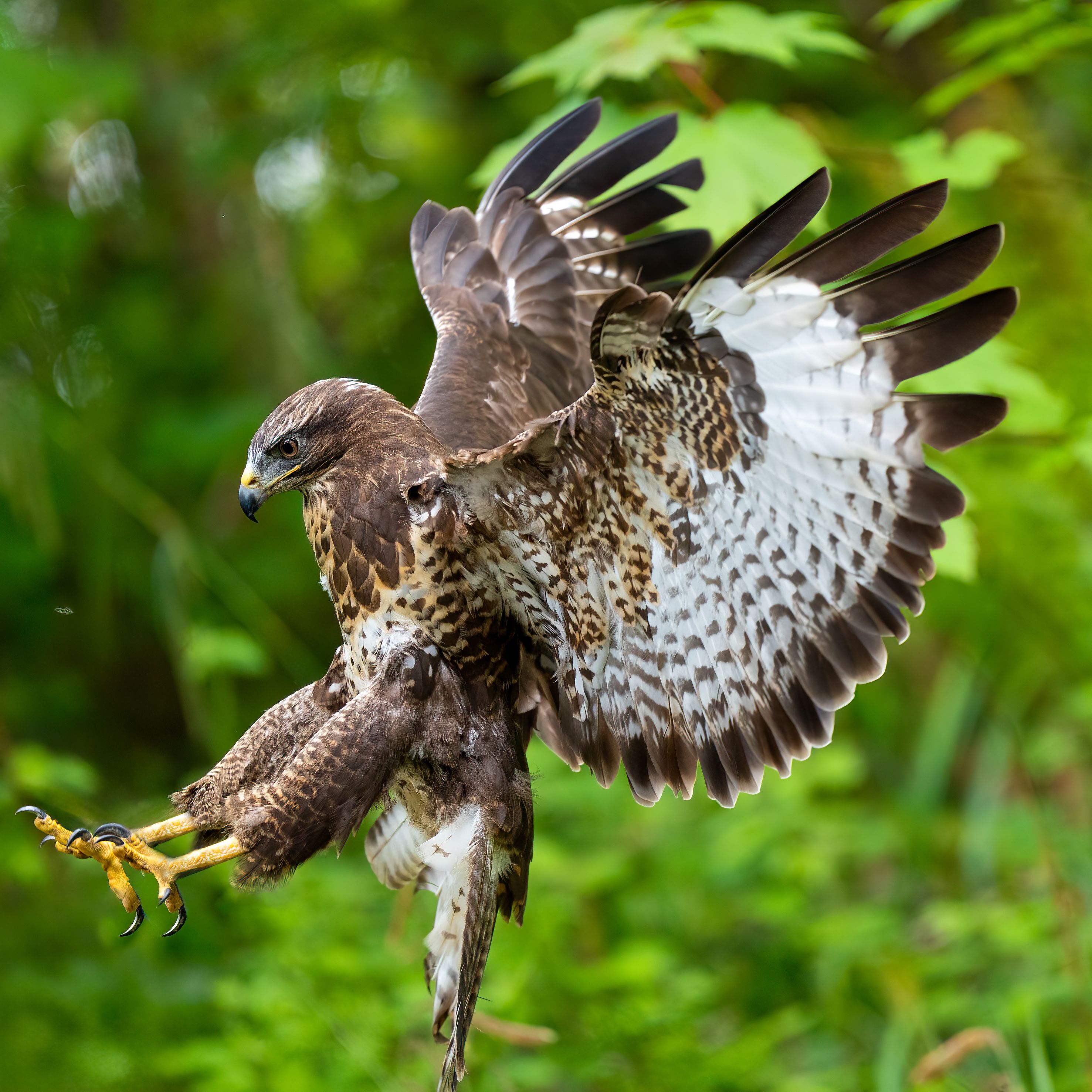 A hawk is landing on the ground with its wings spread · Free Stock Photo