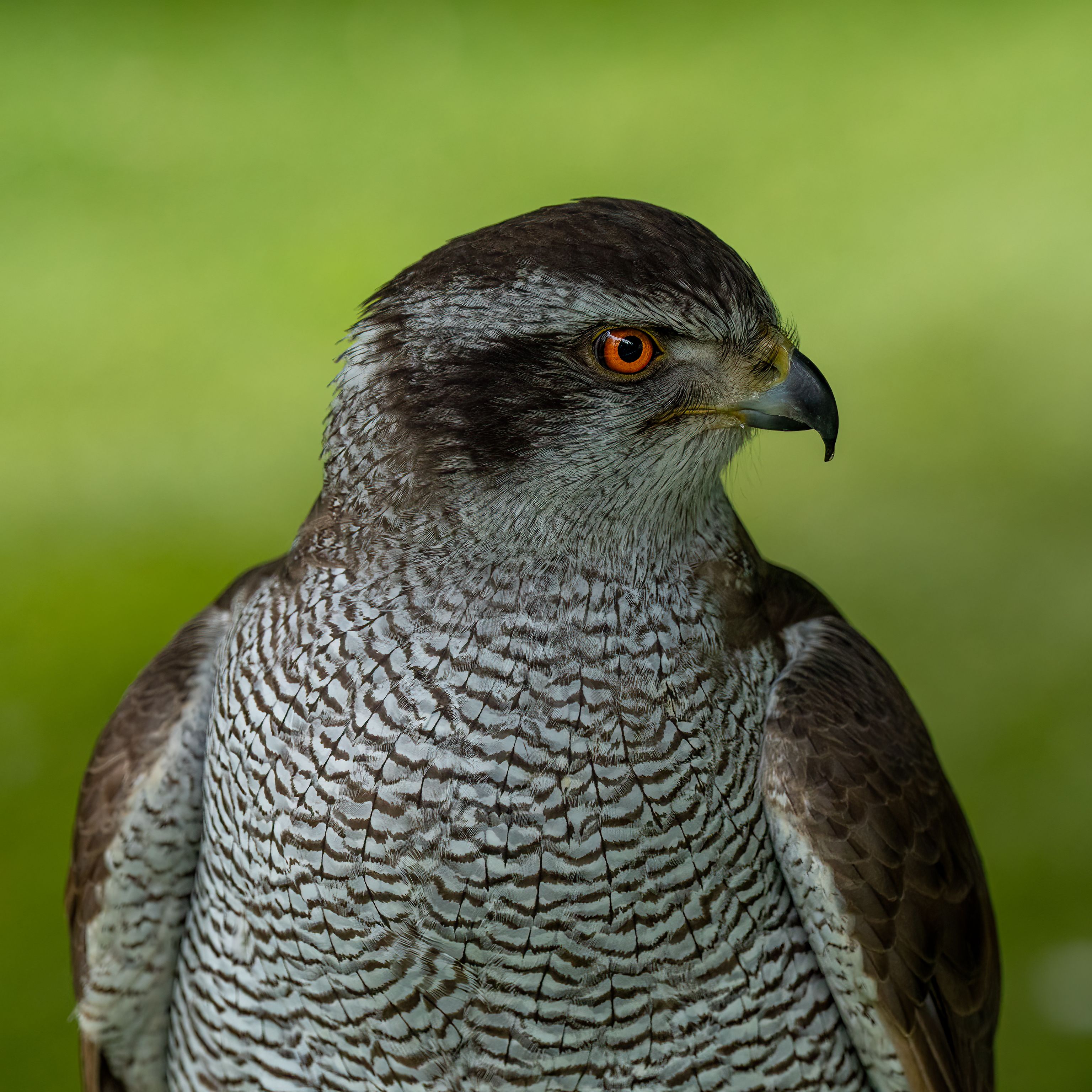 Portrait of Hawk · Free Stock Photo