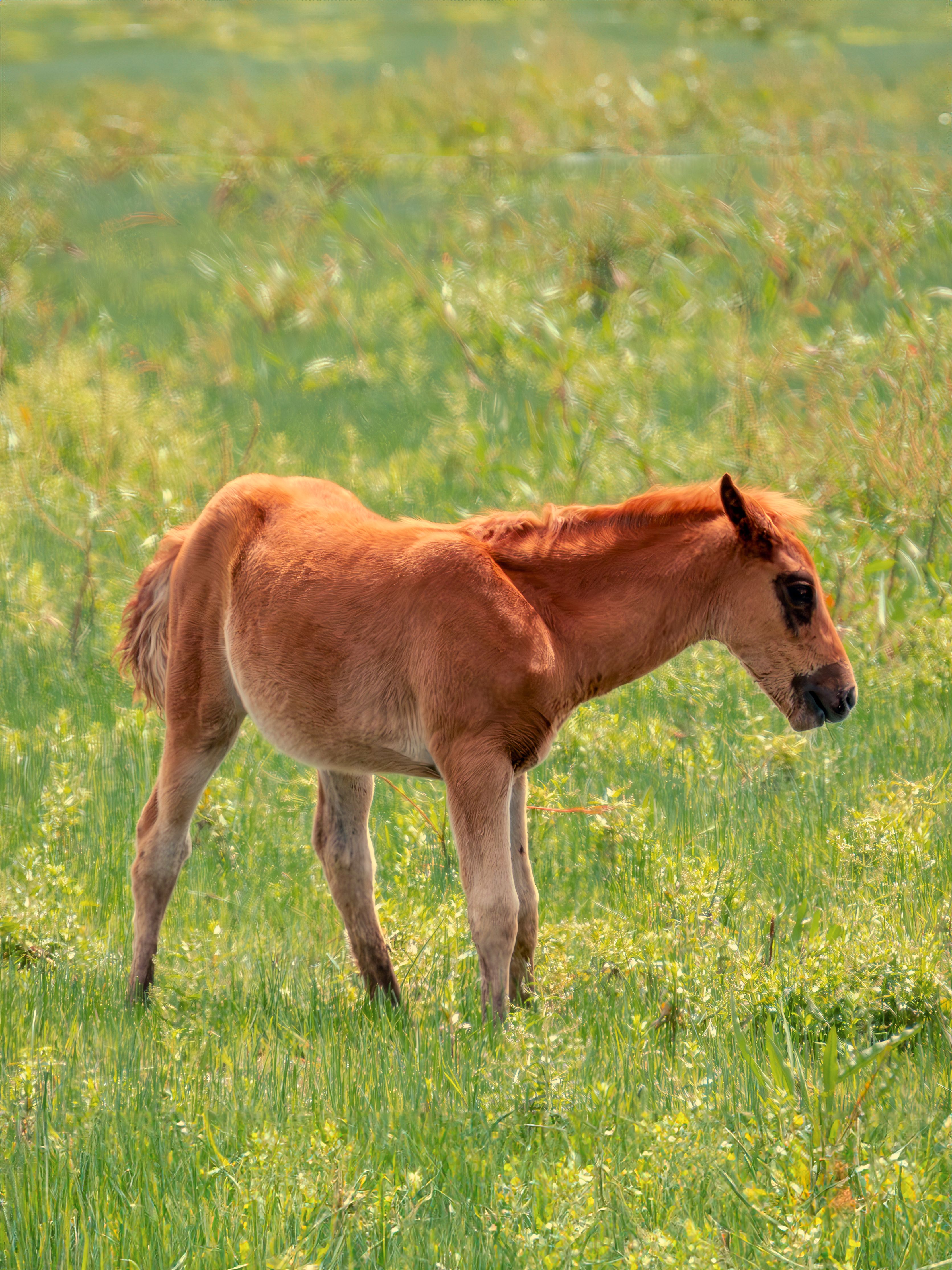 Foal in Pasture · Free Stock Photo