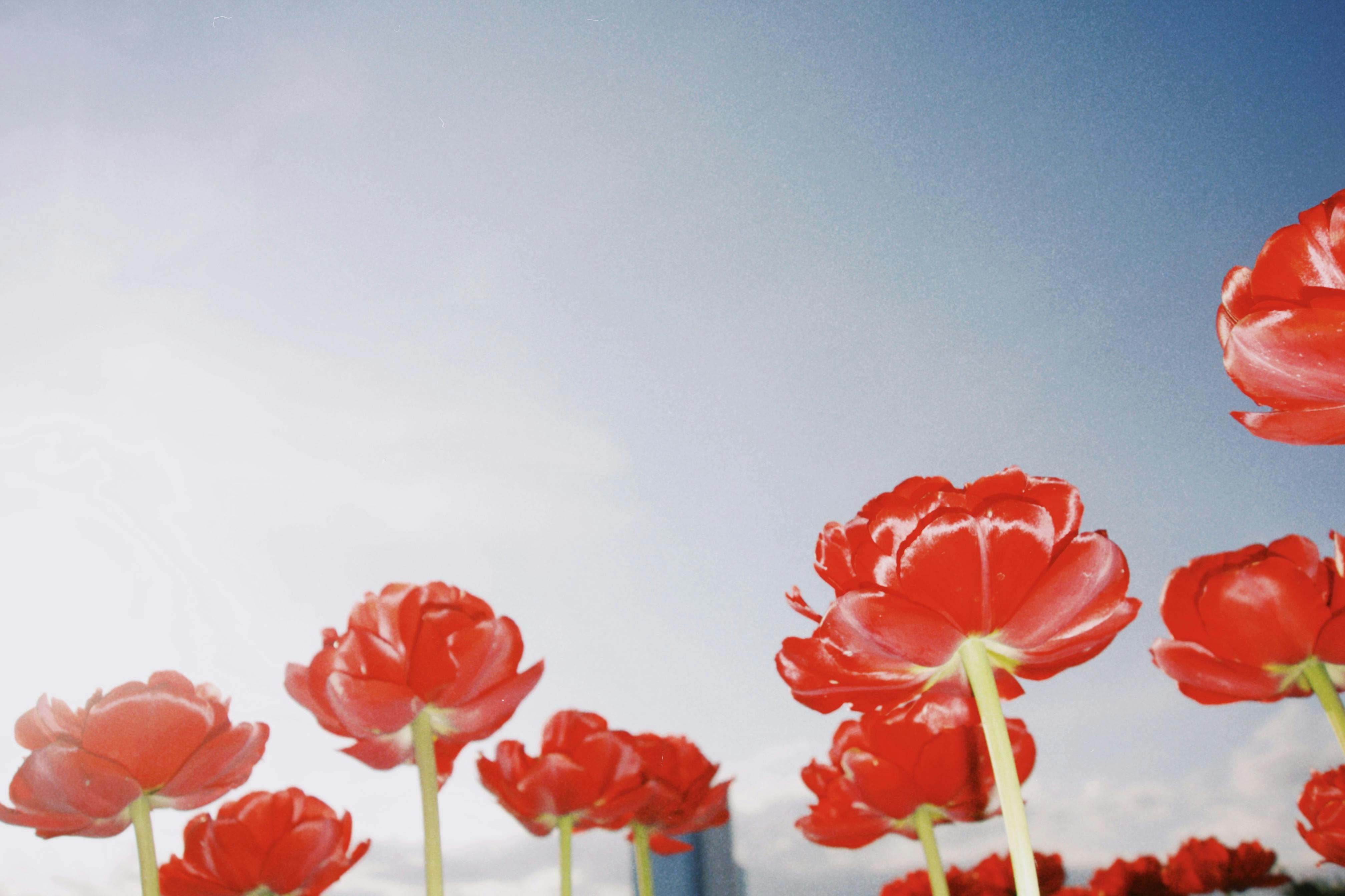 Dutch Flower Photos, Download The BEST Free Dutch Flower Stock Photos ...