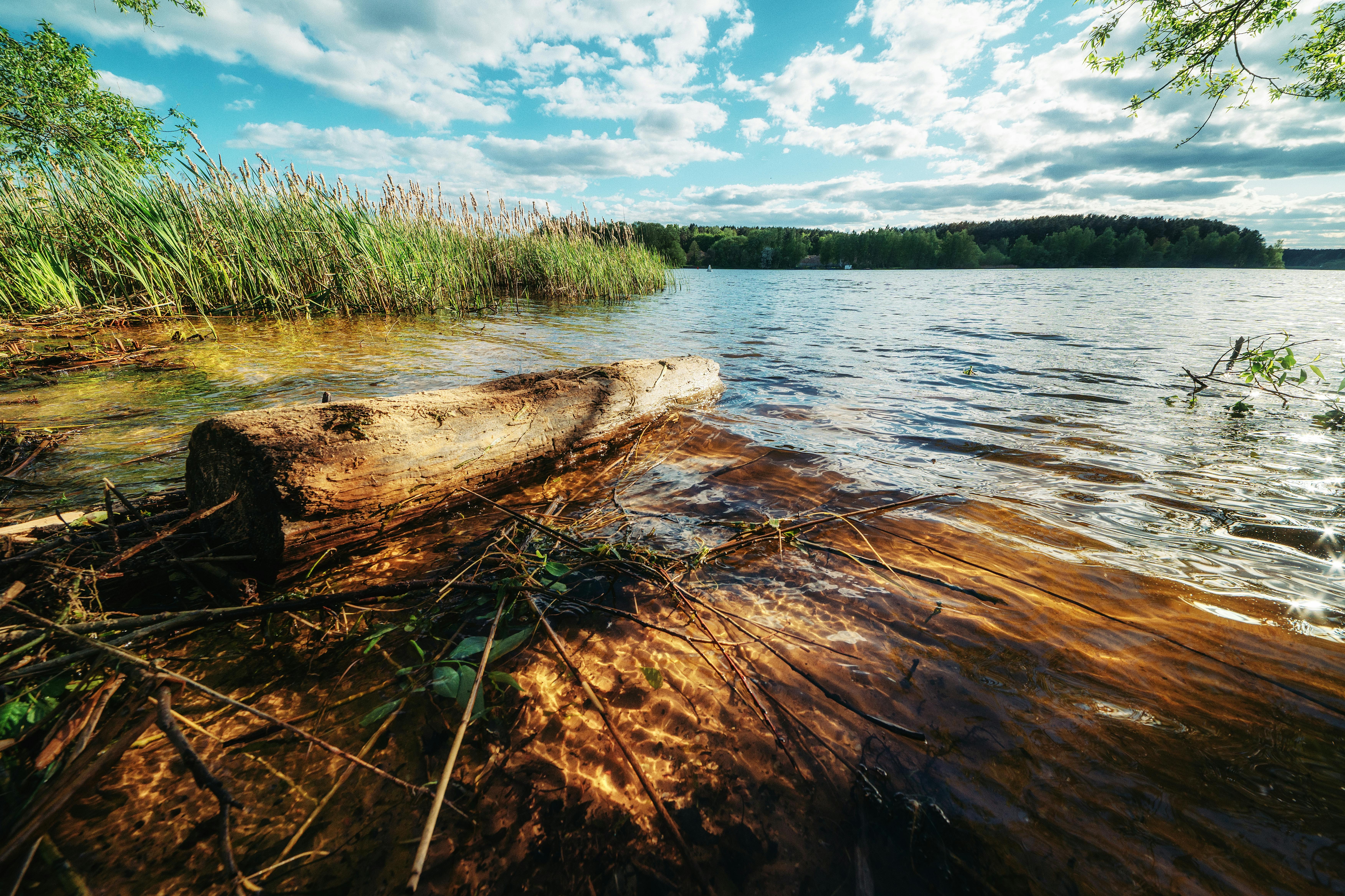 A Tree Log and Sticks Lying on a Lakeshore · Free Stock Photo