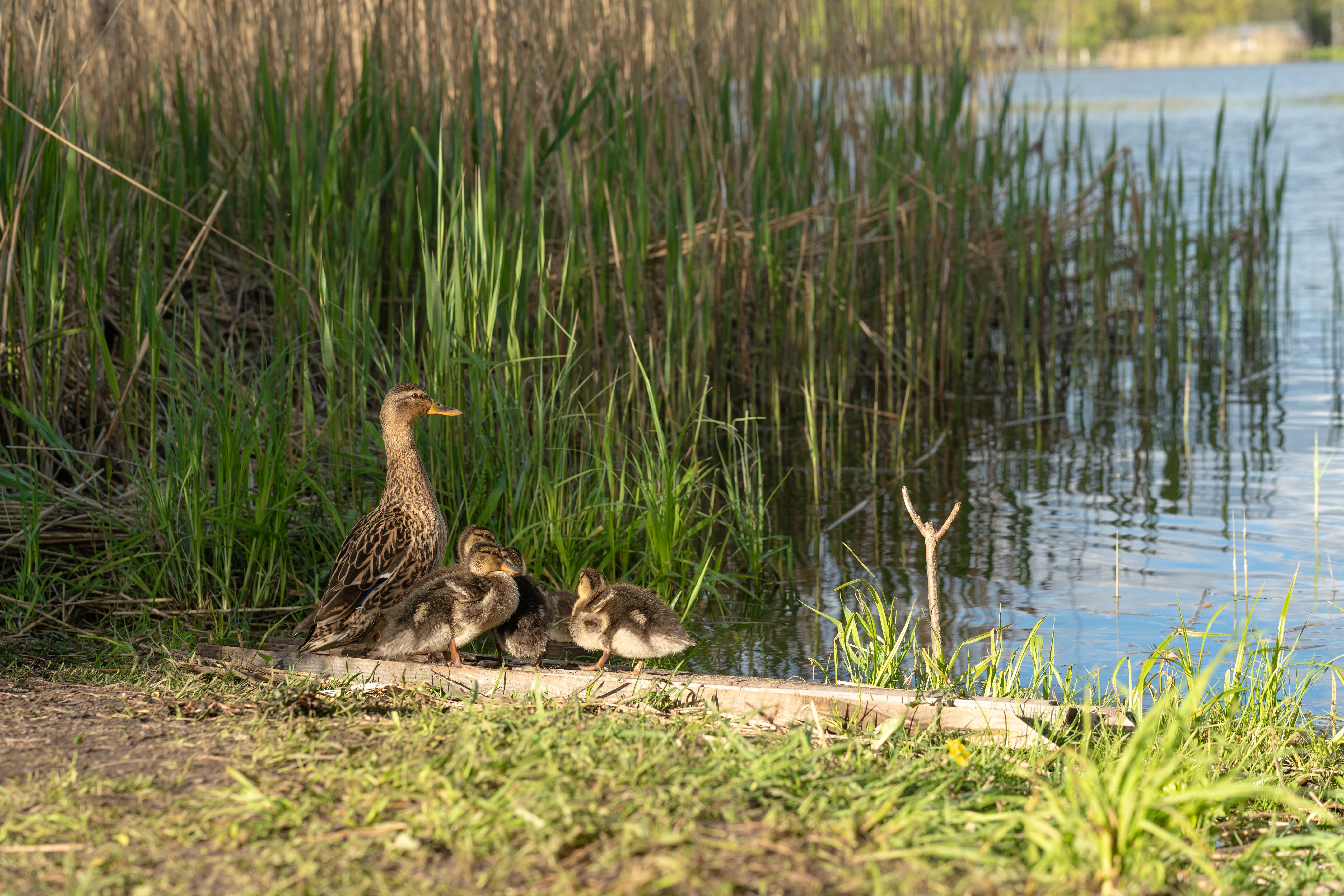 Hidden Duck Photos, Download The BEST Free Hidden Duck Stock Photos ...