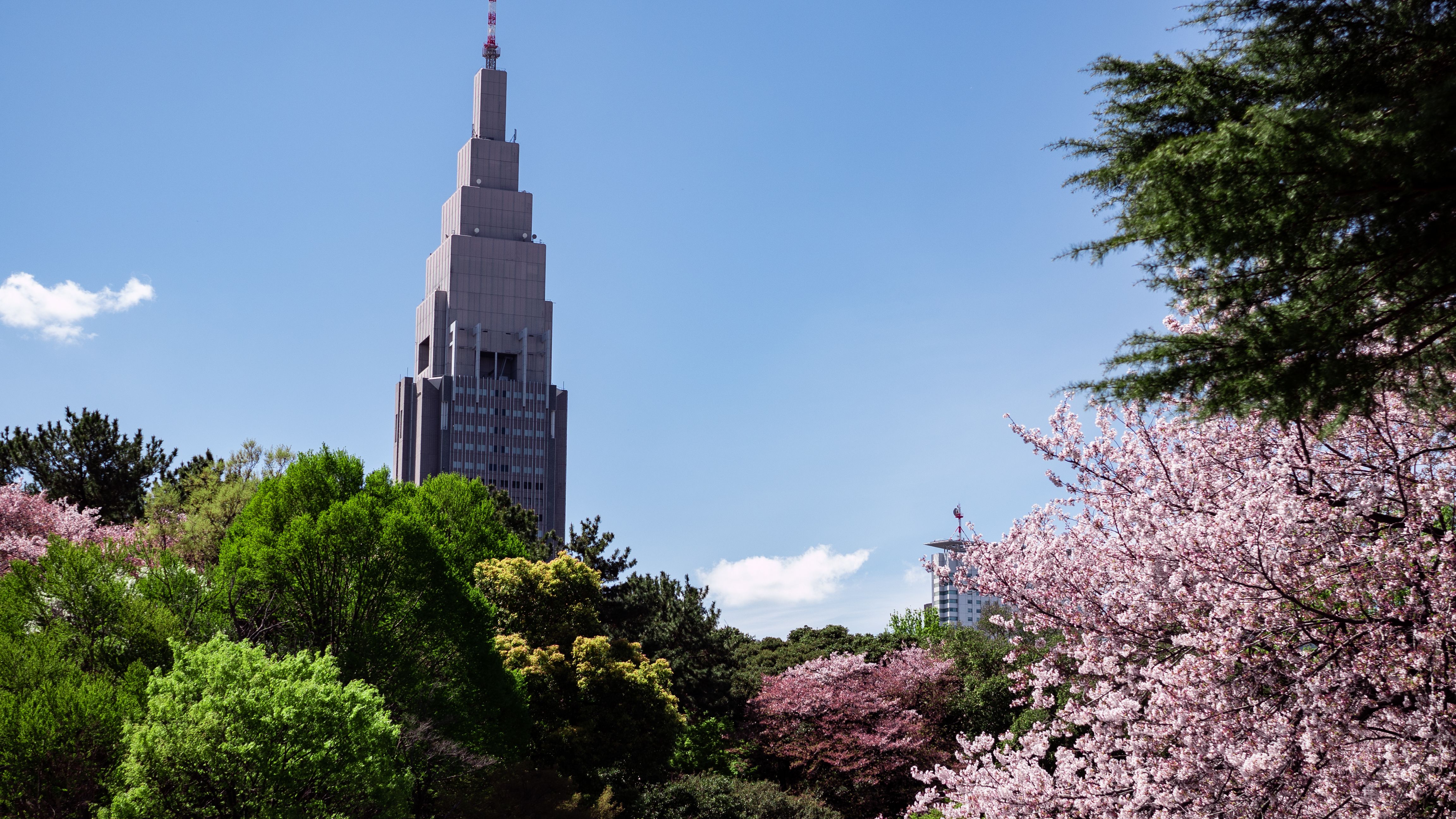 Free stock photo of green, japan, nature
