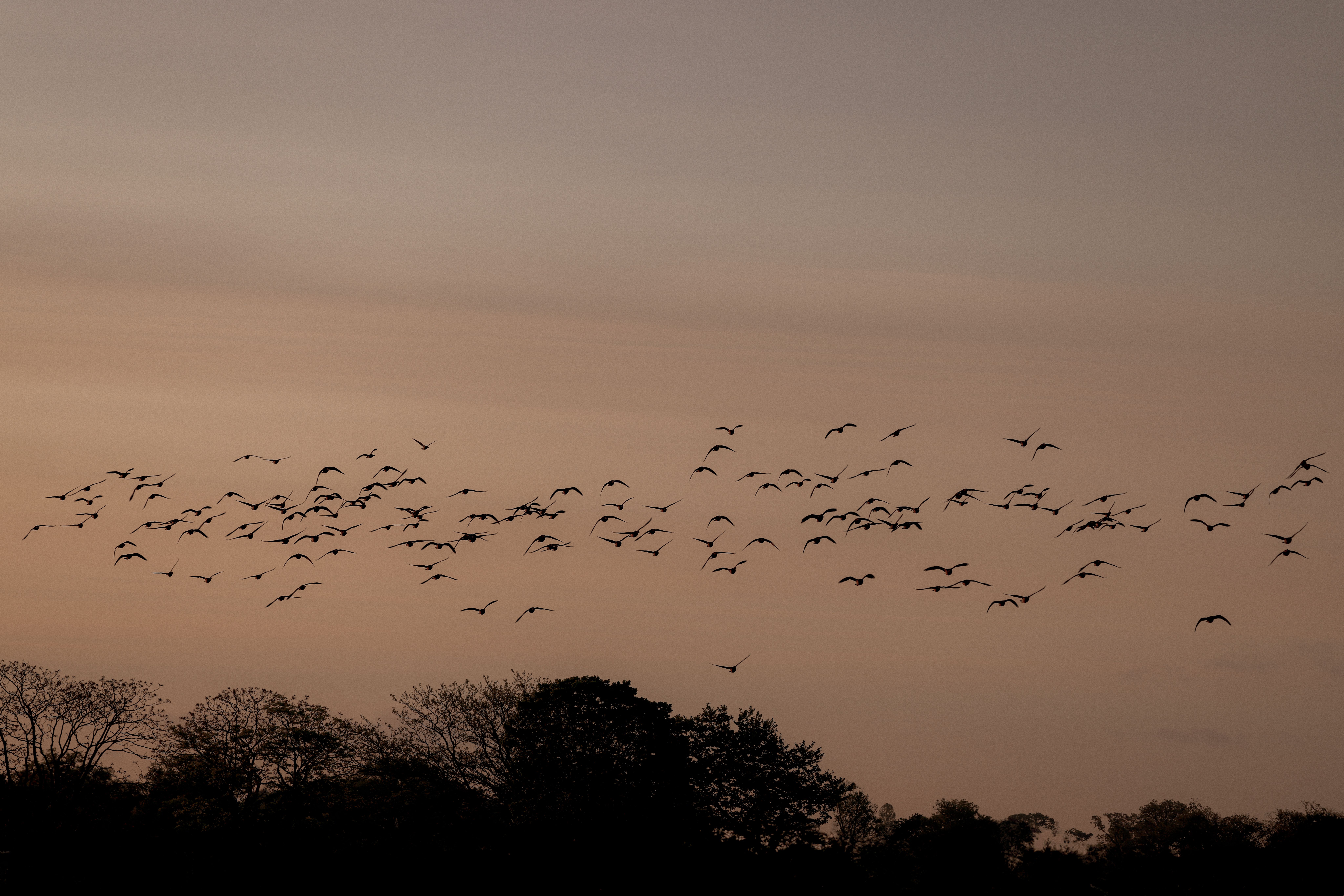 Black Birds Flying Near Black Leaf Tall Trees · Free Stock Photo