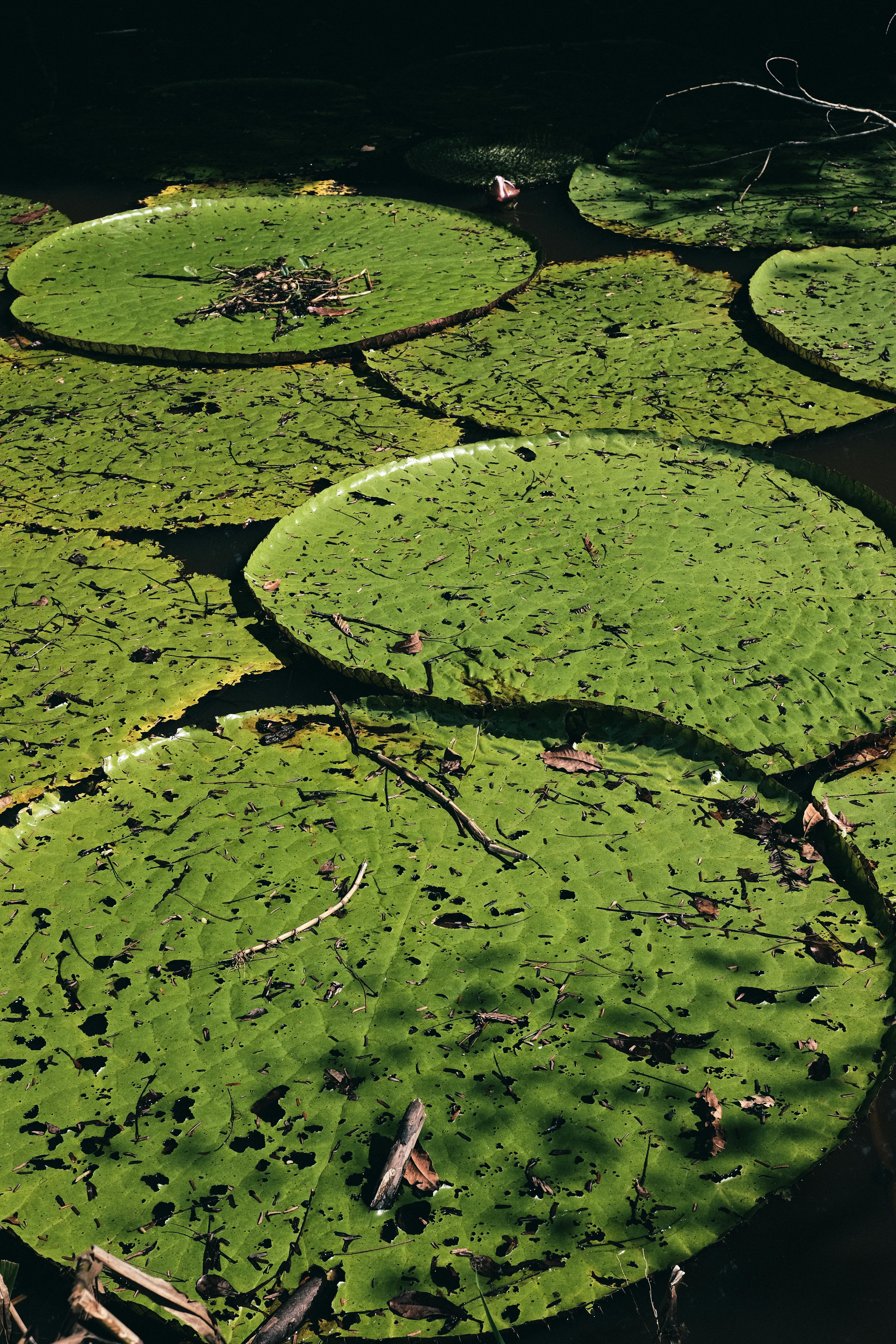 Foto de stock gratuita sobre agua, agua dulce, amazonas, ambiente ...