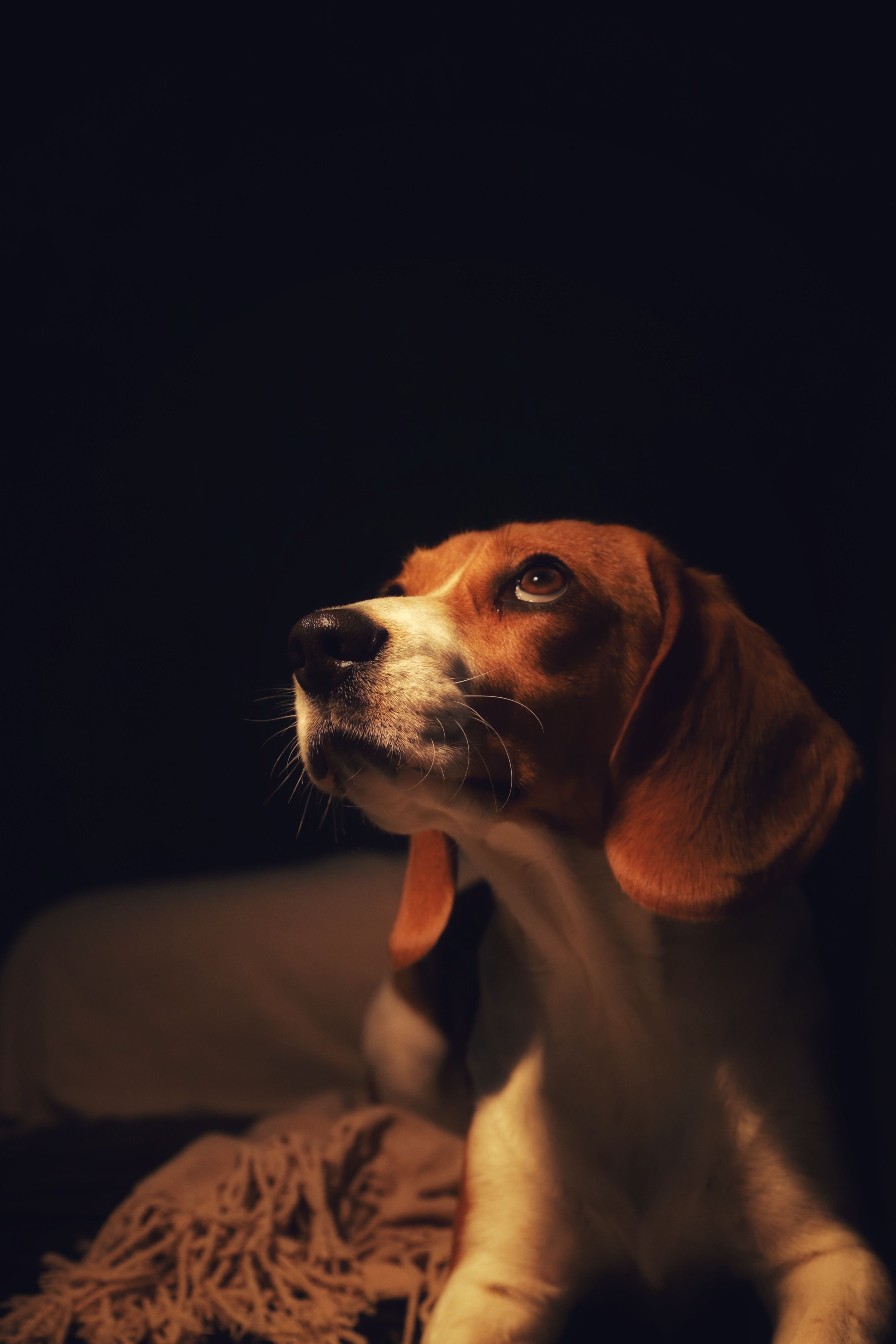 Beagle Dog Looking Up · Free Stock Photo