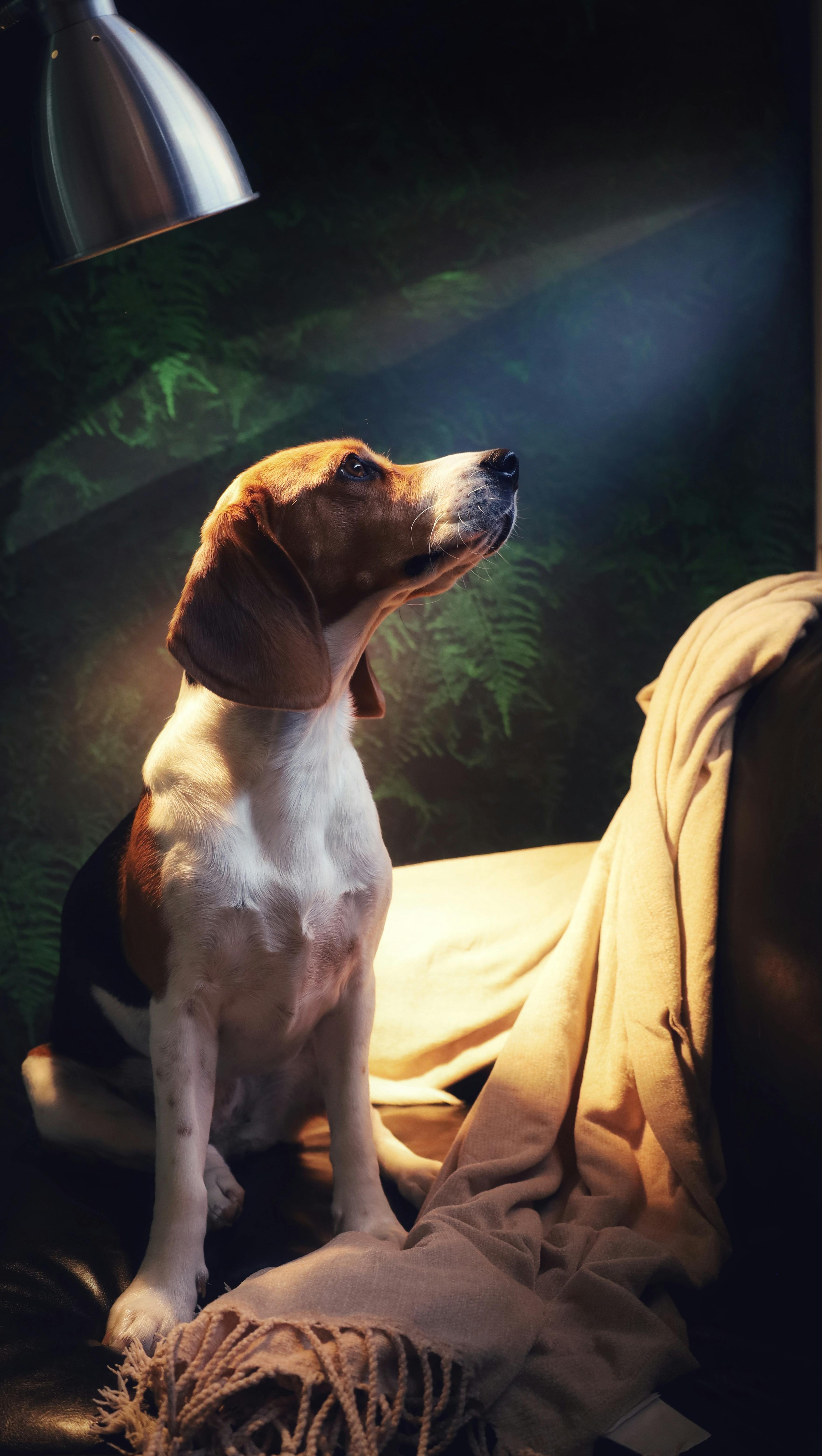 Melon Dog Photos, Download The BEST Free Melon Dog Stock Photos & HD Images