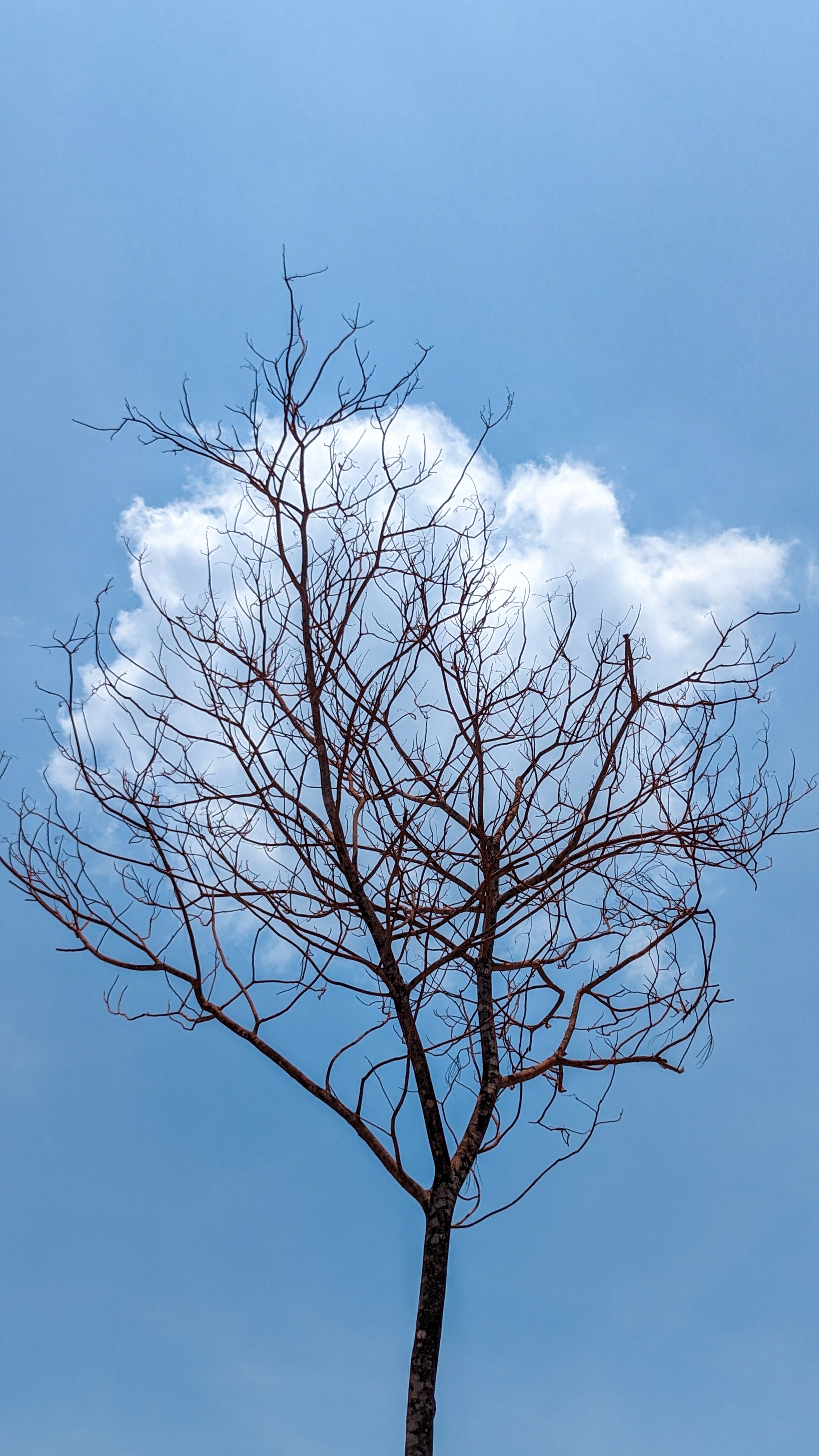 Dry Tree without Leaves Directly in front of Cloud · Free Stock Photo