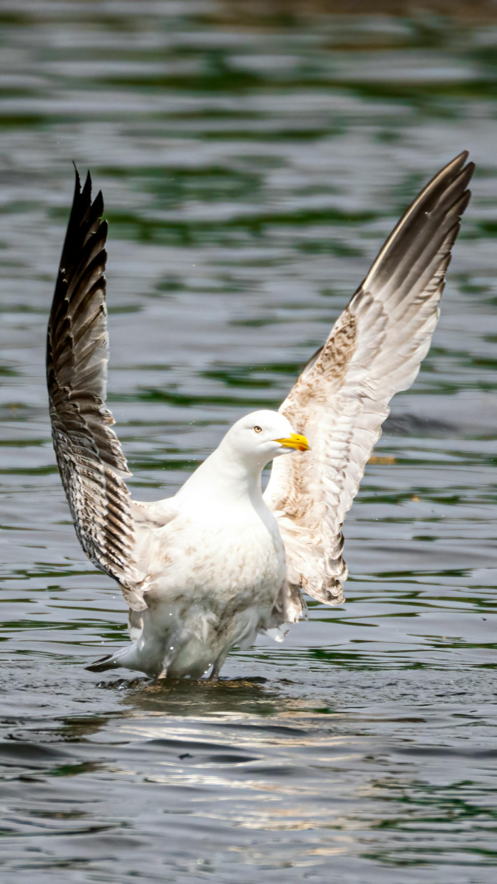 Seagull Swinging Wings on Water · Free Stock Photo