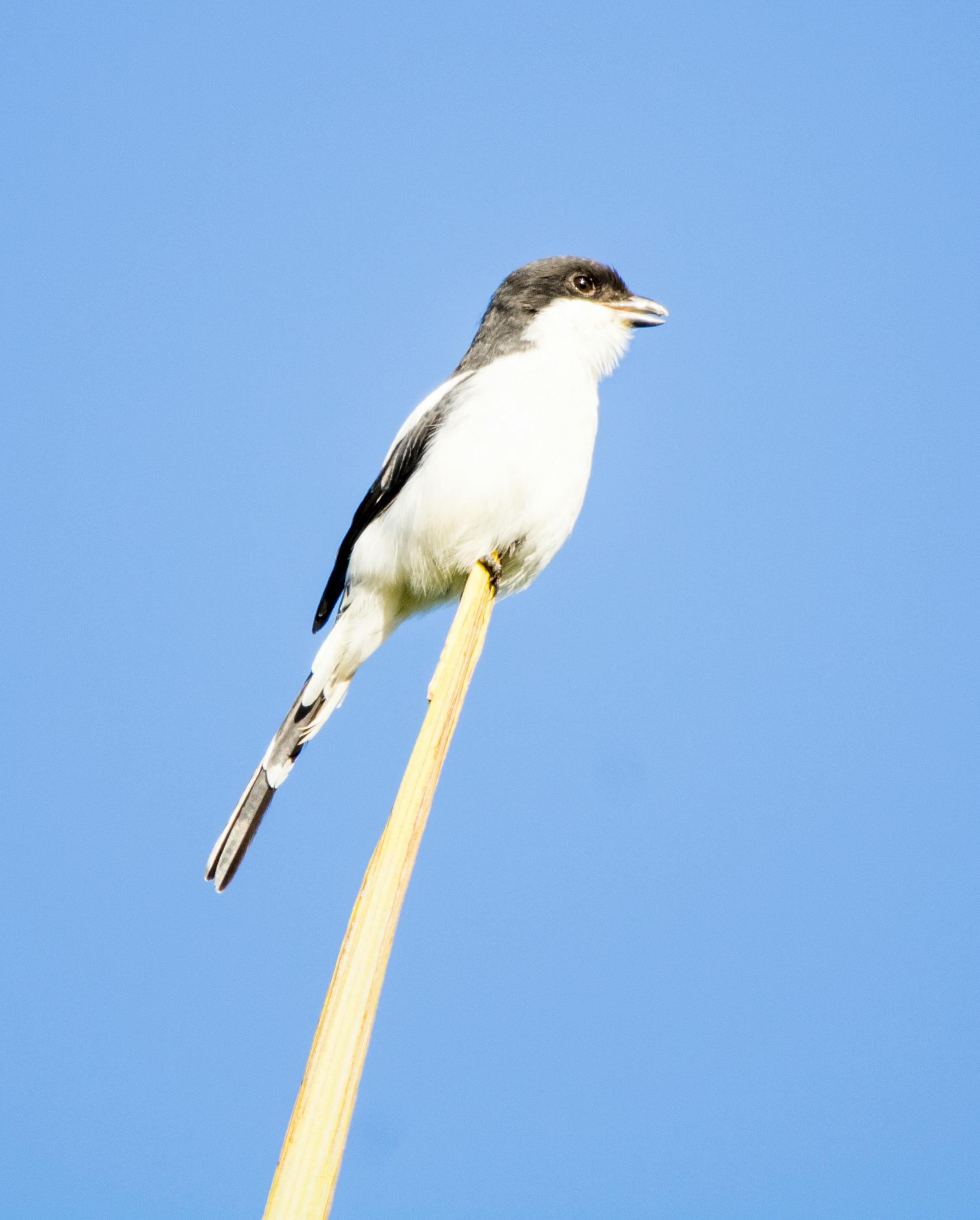 Southern Fiscal Bird · Free Stock Photo