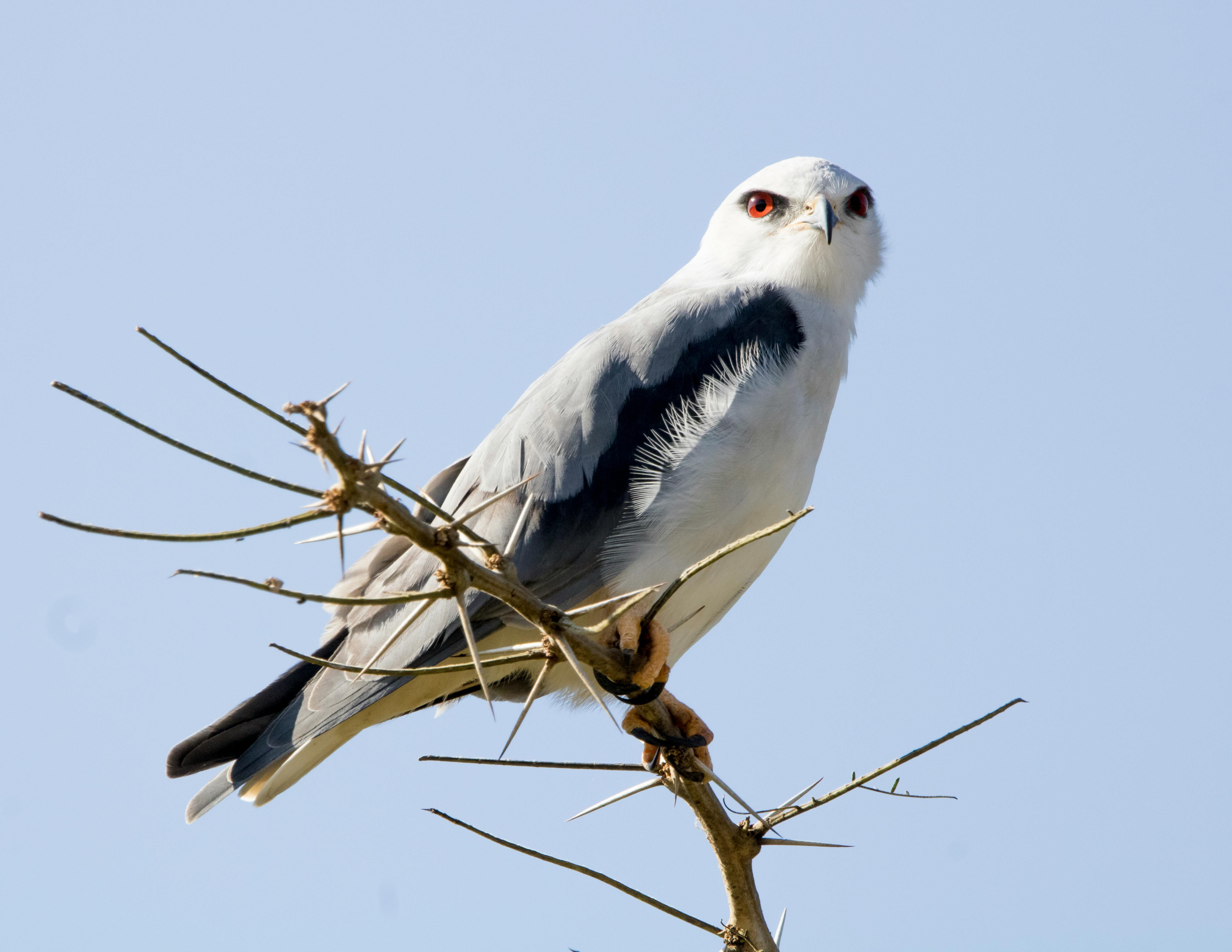 Letter-winged Kite on Branch · Free Stock Photo