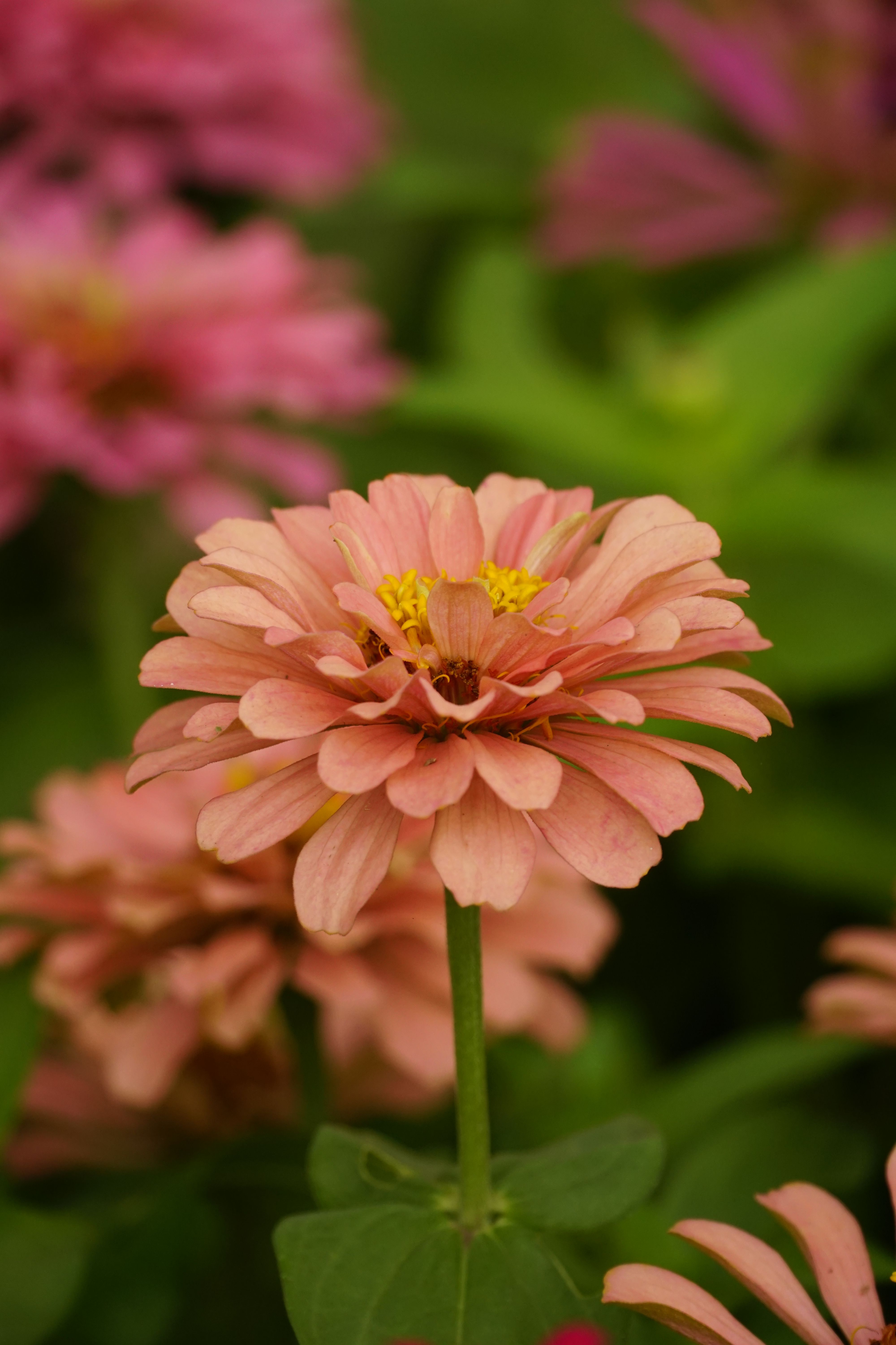 Beautiful Delicate Zinnia · Free Stock Photo