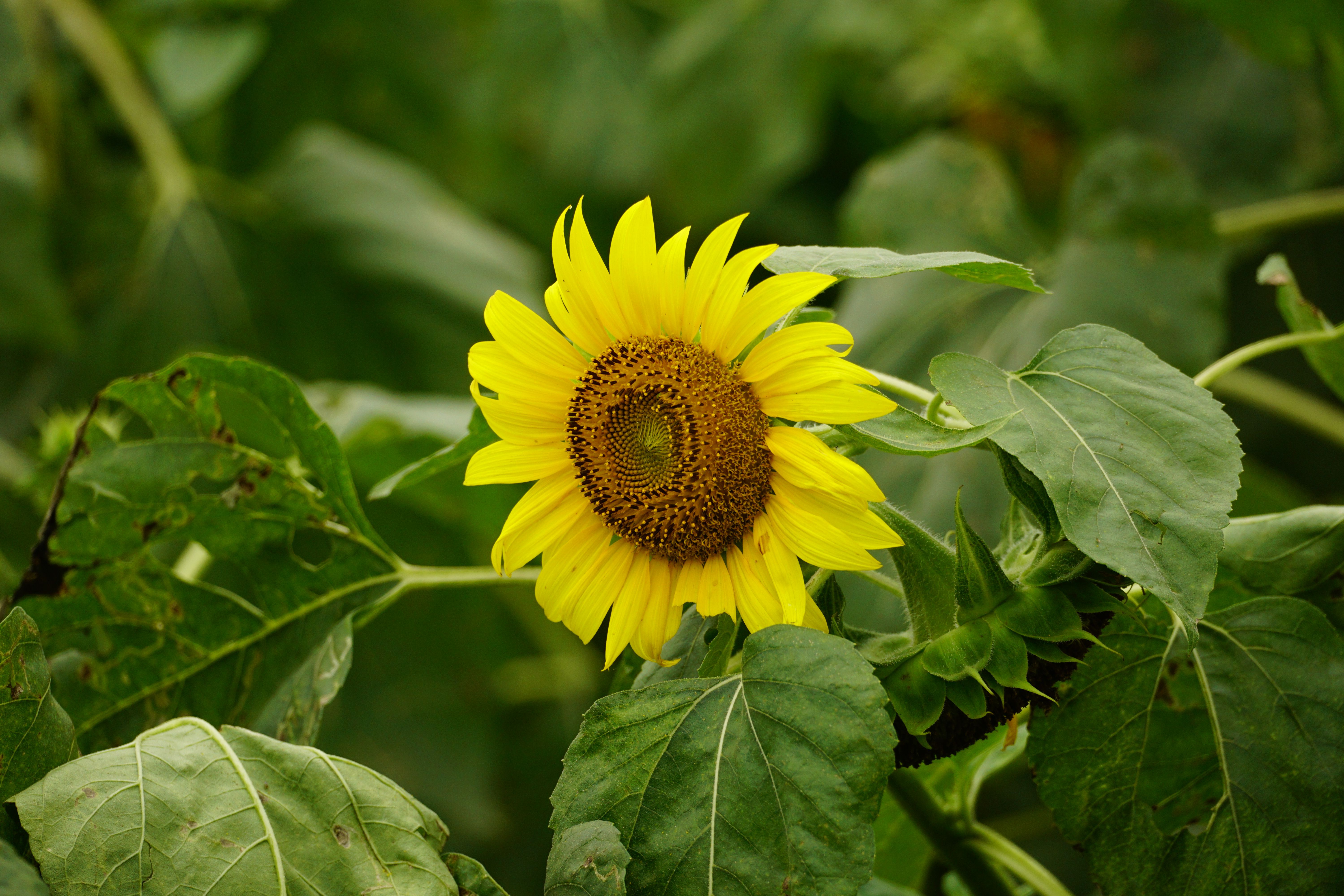 Sunflower Plant · Free Stock Photo