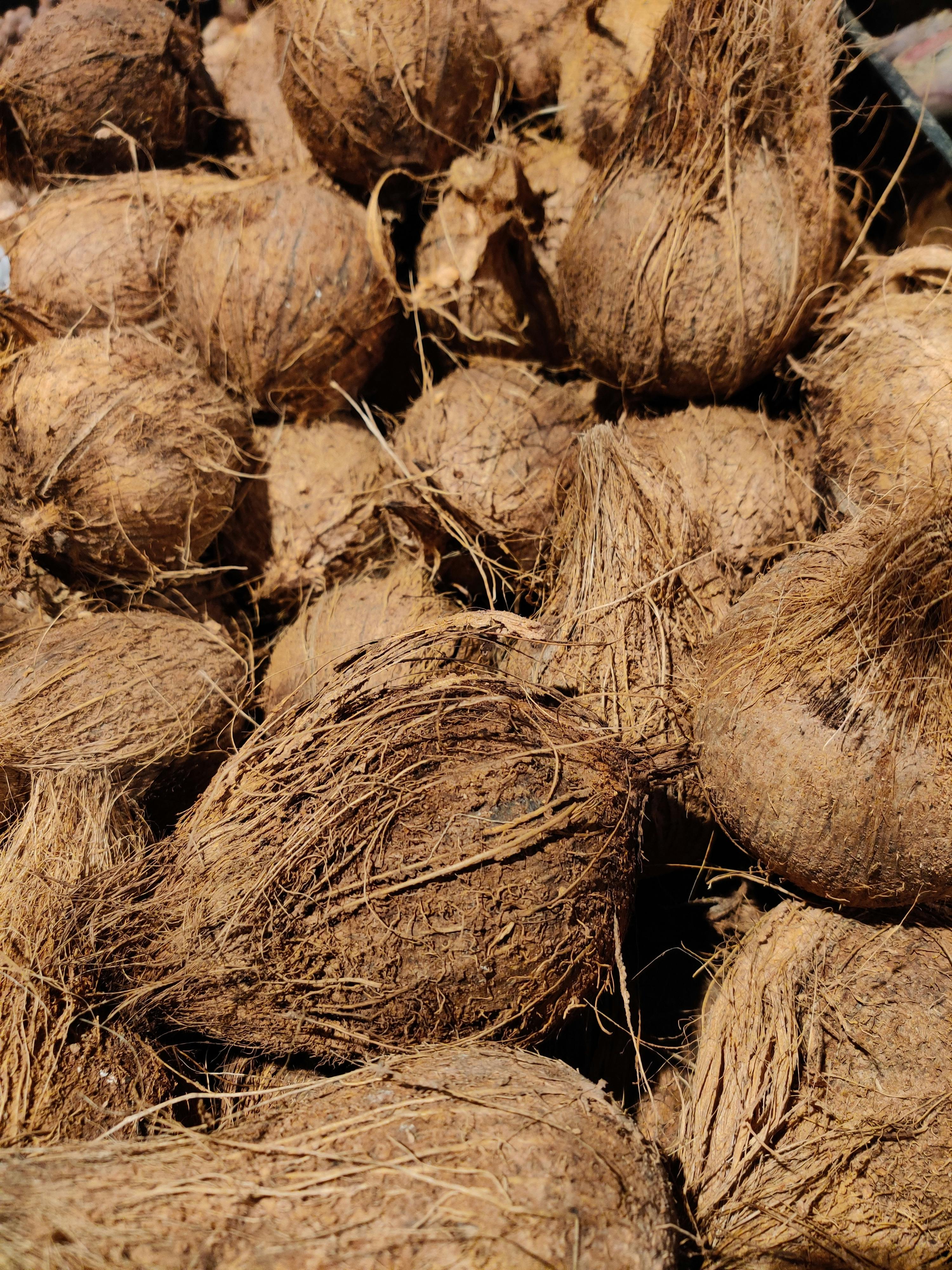 Close-up of Coconut Skins · Free Stock Photo