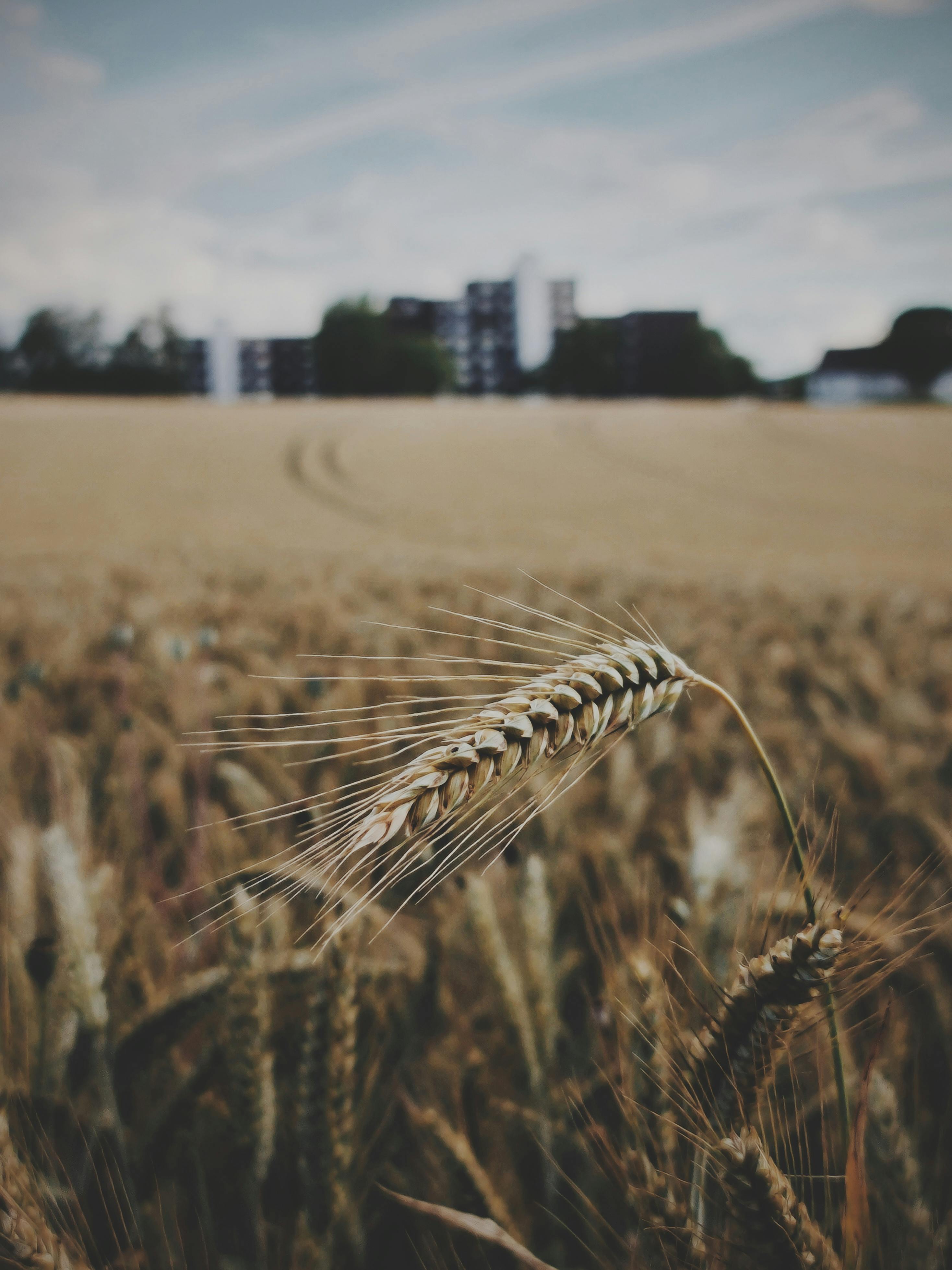 Grains Felhok Photos, Download The BEST Free Grains Felhok Stock Photos ...