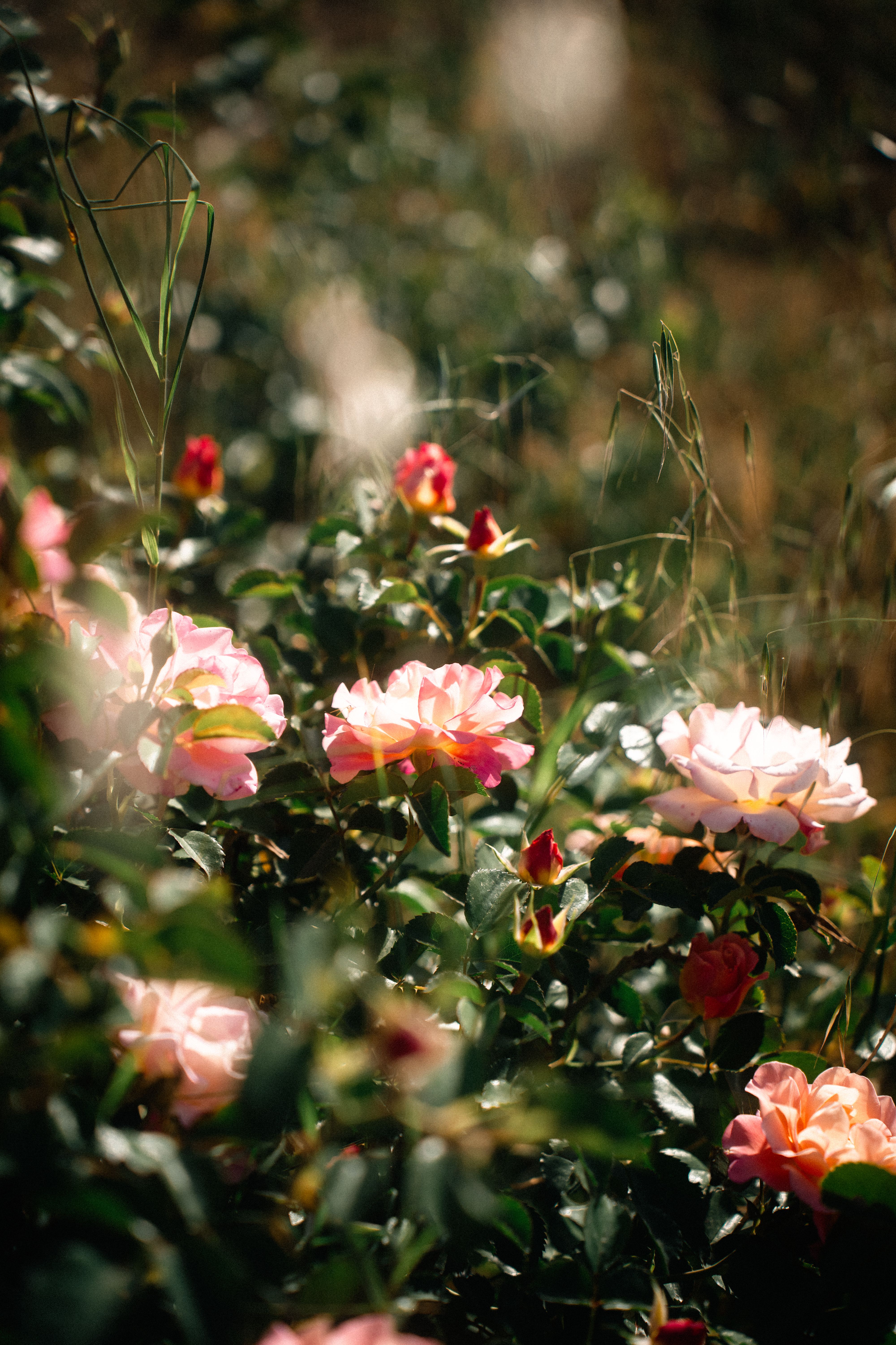 Vibrant Garden Roses Captured in Sunlight · Free Stock Photo