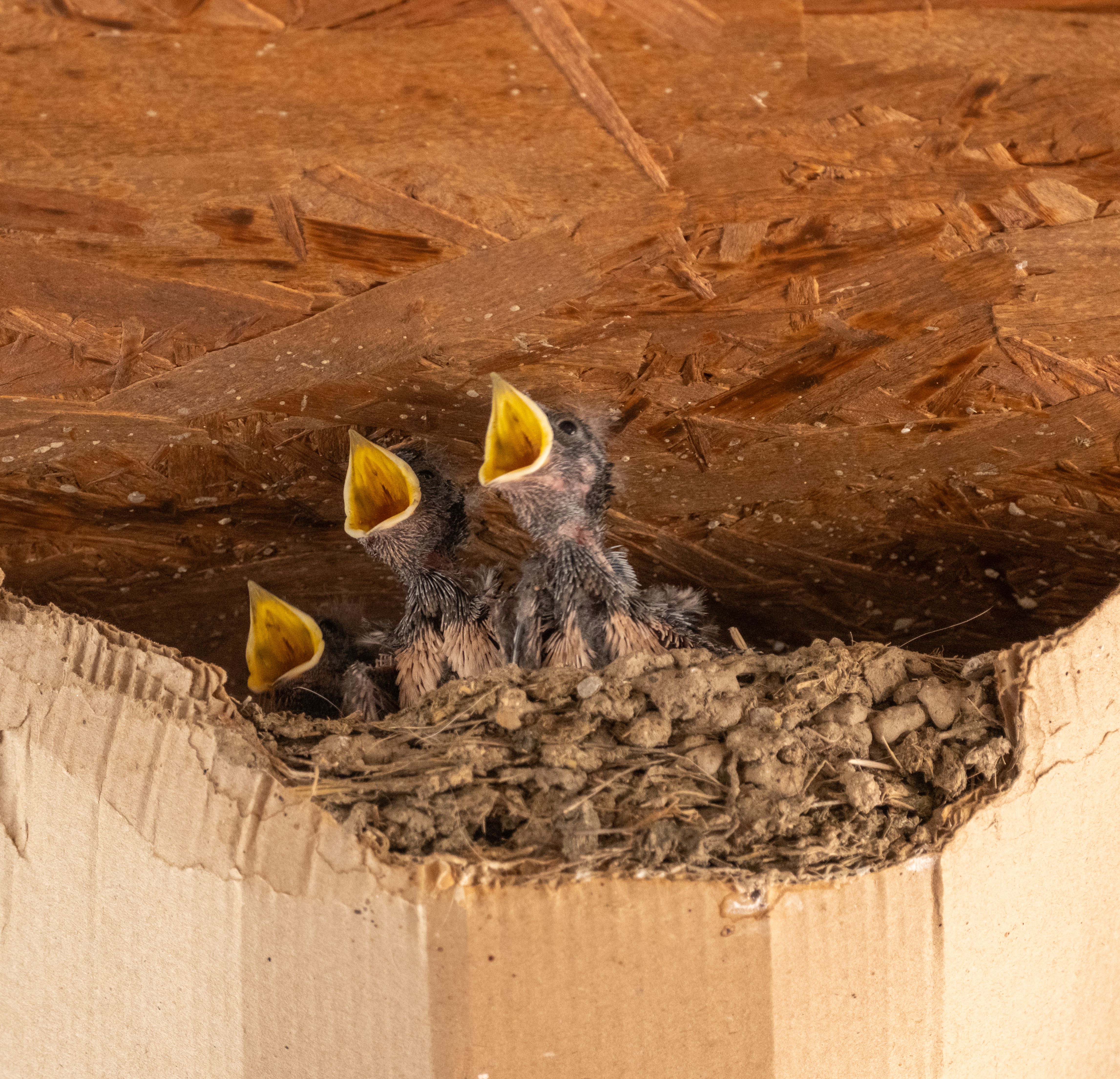 Three baby birds in a nest with their mouths open · Free Stock Photo