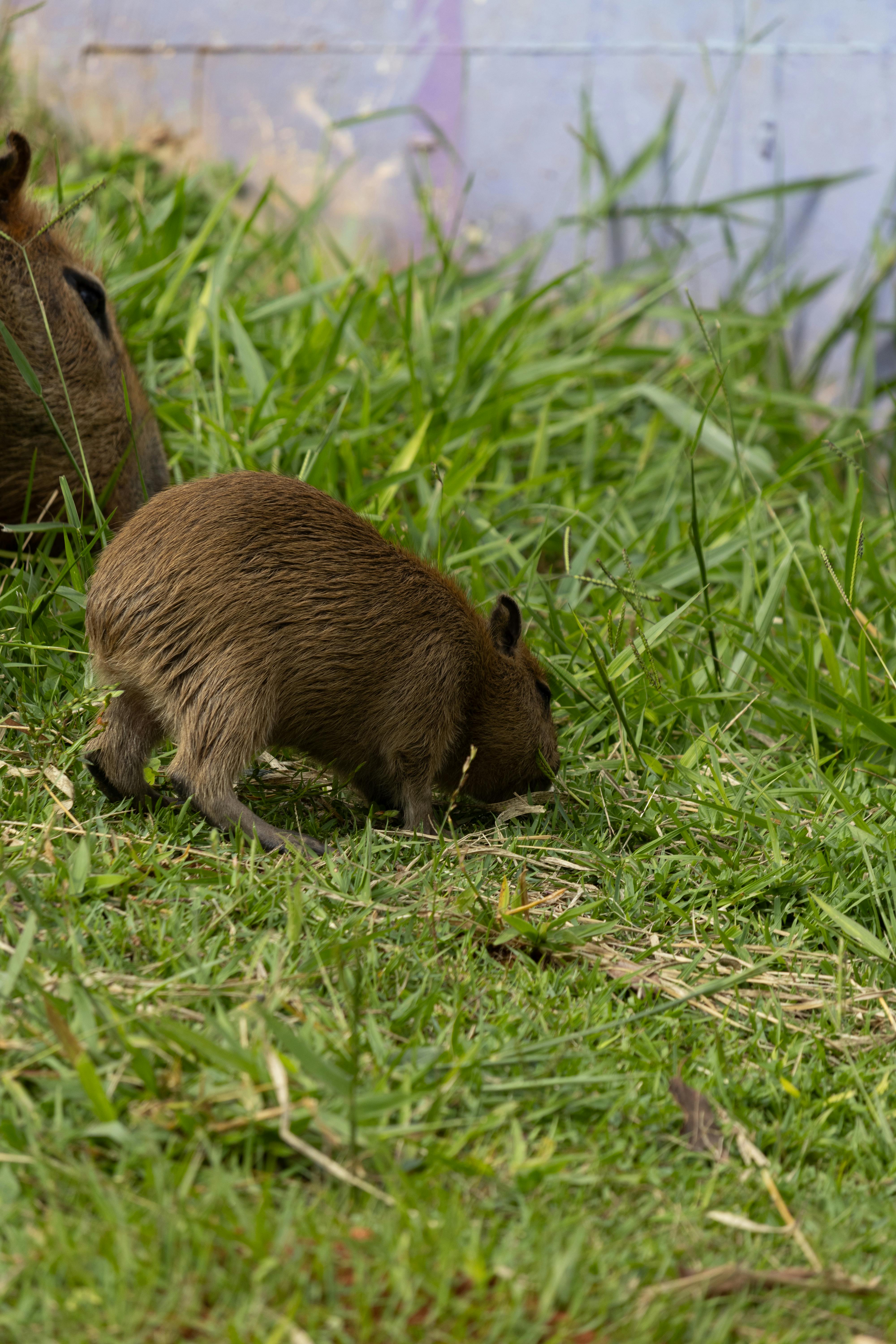 Cute Capybara Photos, Download The BEST Free Cute Capybara Stock Photos ...
