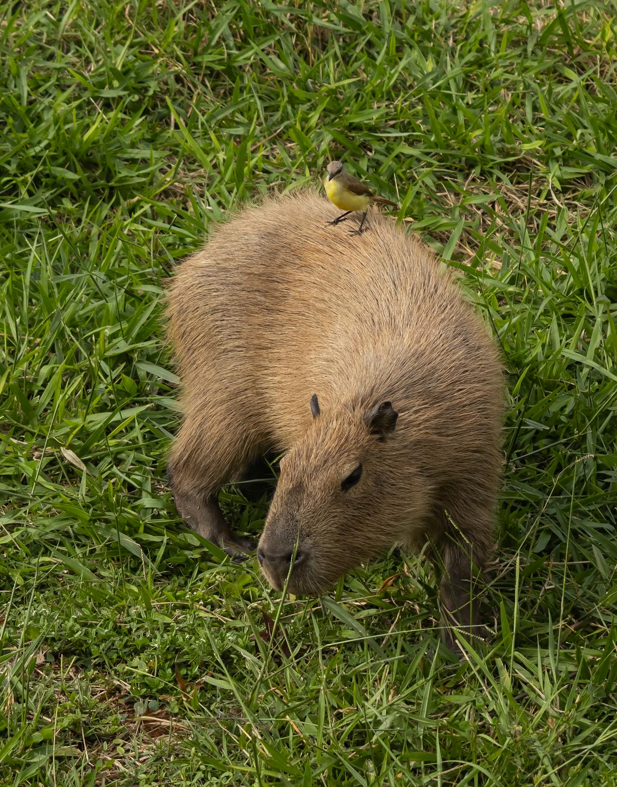 Capybara Photos, Download The BEST Free Capybara Stock Photos & HD Images