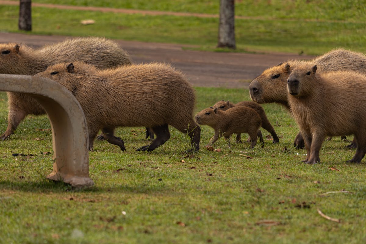 Capybara Walking Photos, Download The BEST Free Capybara Walking Stock ...