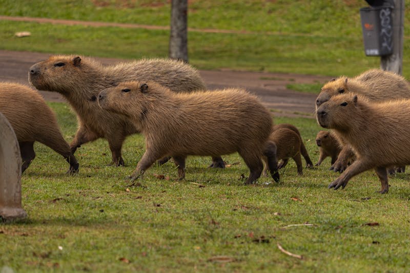 Capybara Chibi Photos, Download The BEST Free Capybara Chibi Stock ...