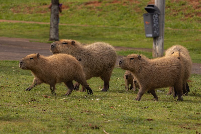 Animated Capybara Photos, Download The BEST Free Animated Capybara ...