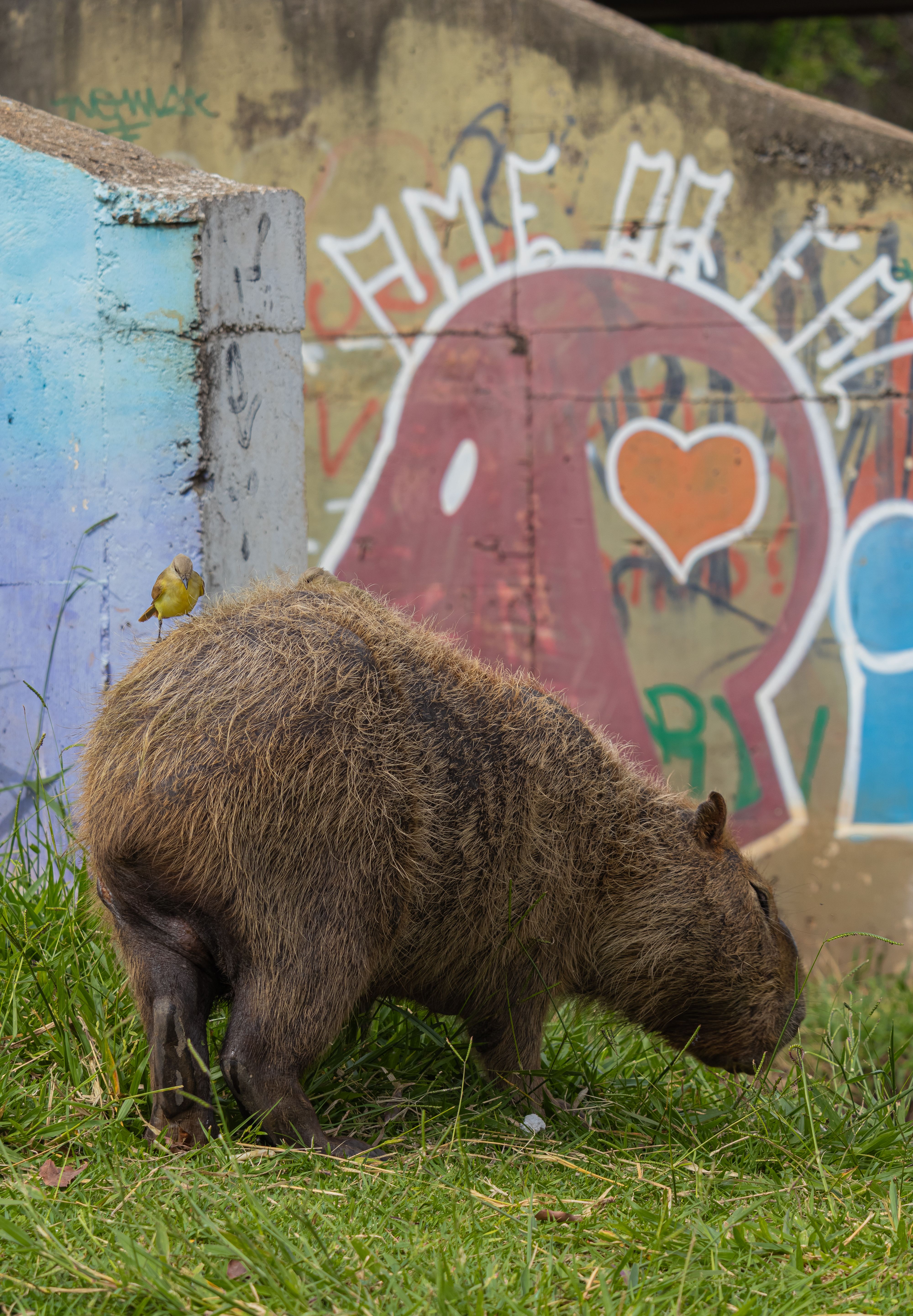 Capybara Animation Photos, Download The BEST Free Capybara Animation ...