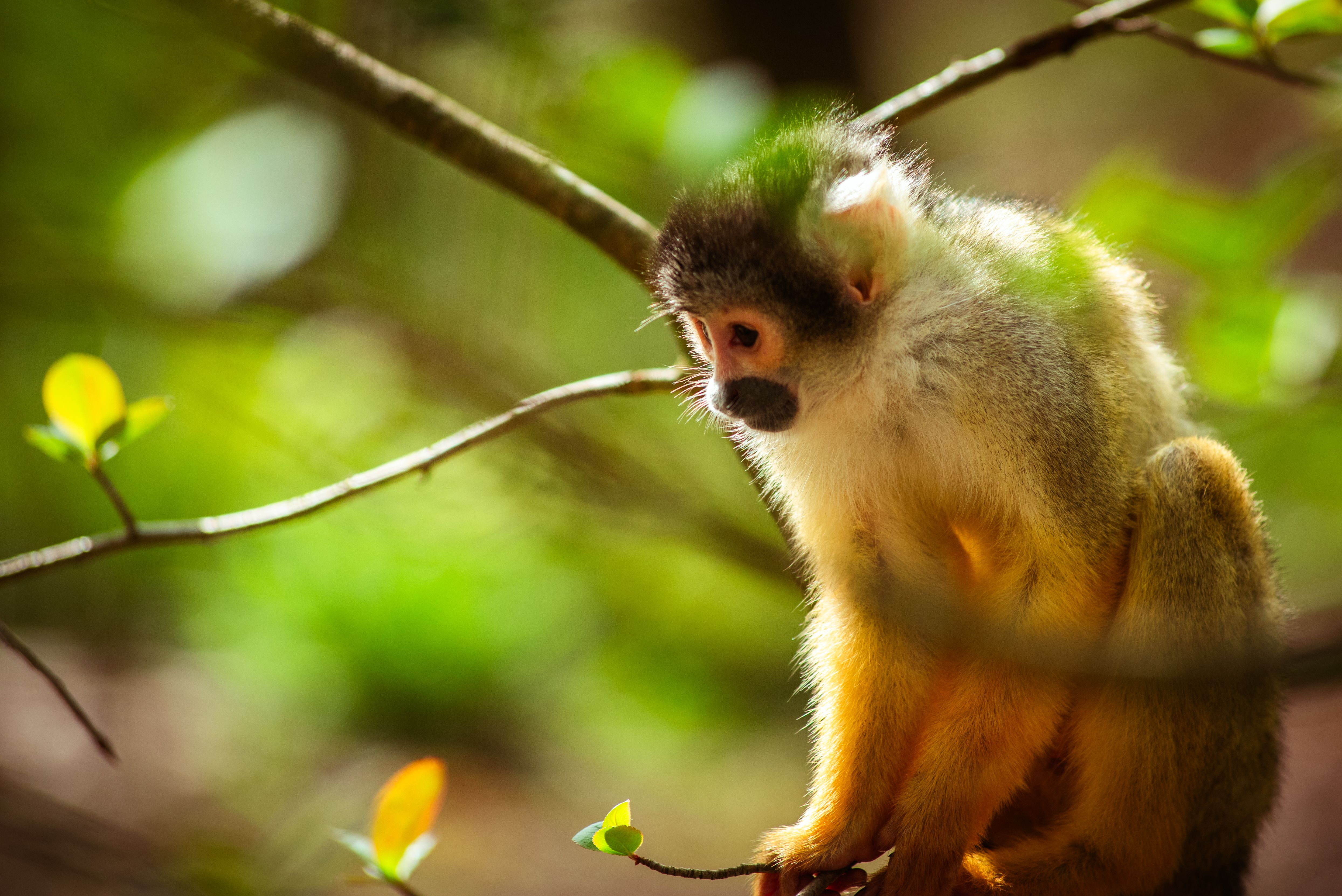 Degan Monkey Photos, Download The BEST Free Degan Monkey Stock Photos ...