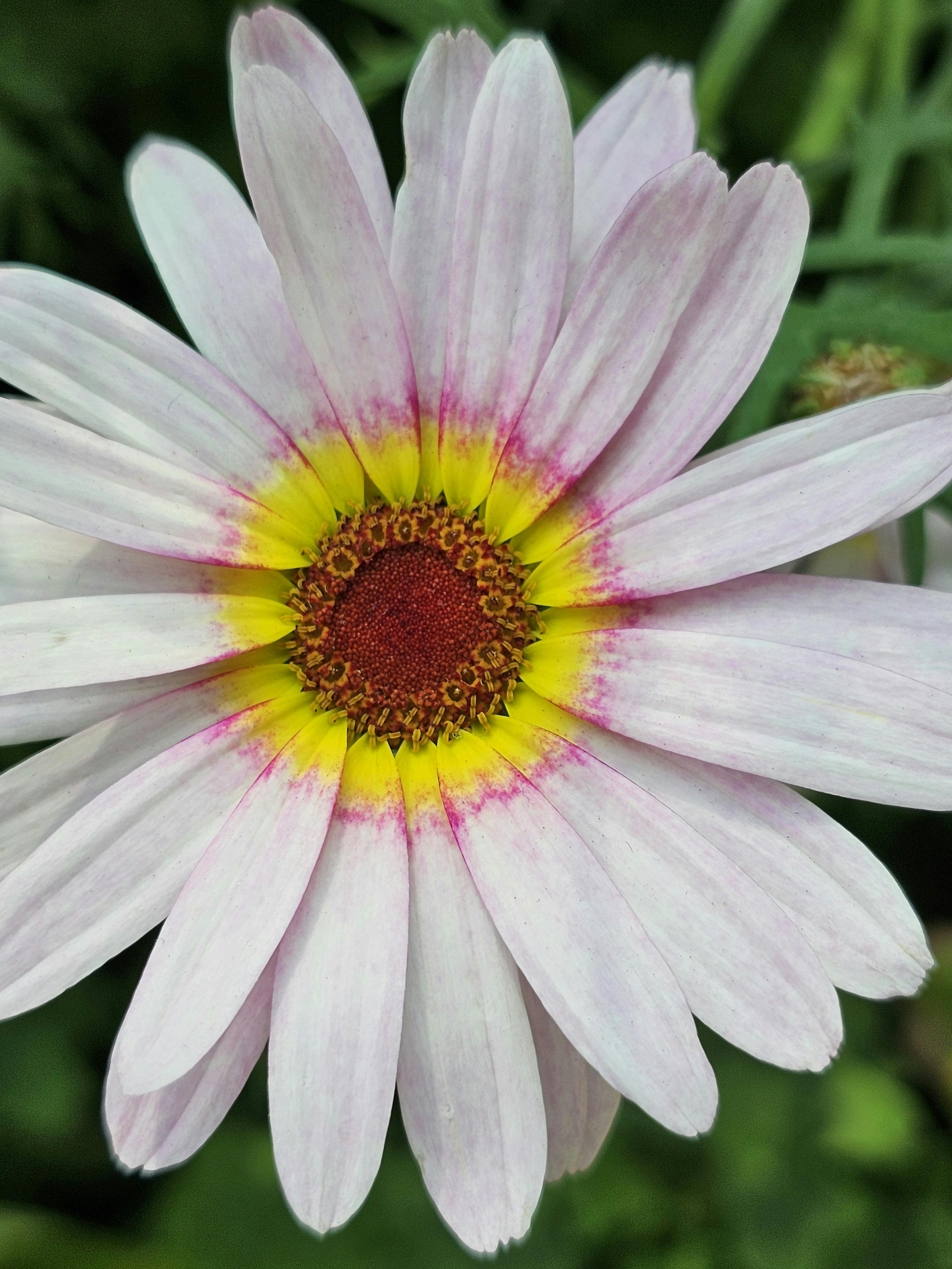 Close-up of a Light Pink Marguerite · Free Stock Photo
