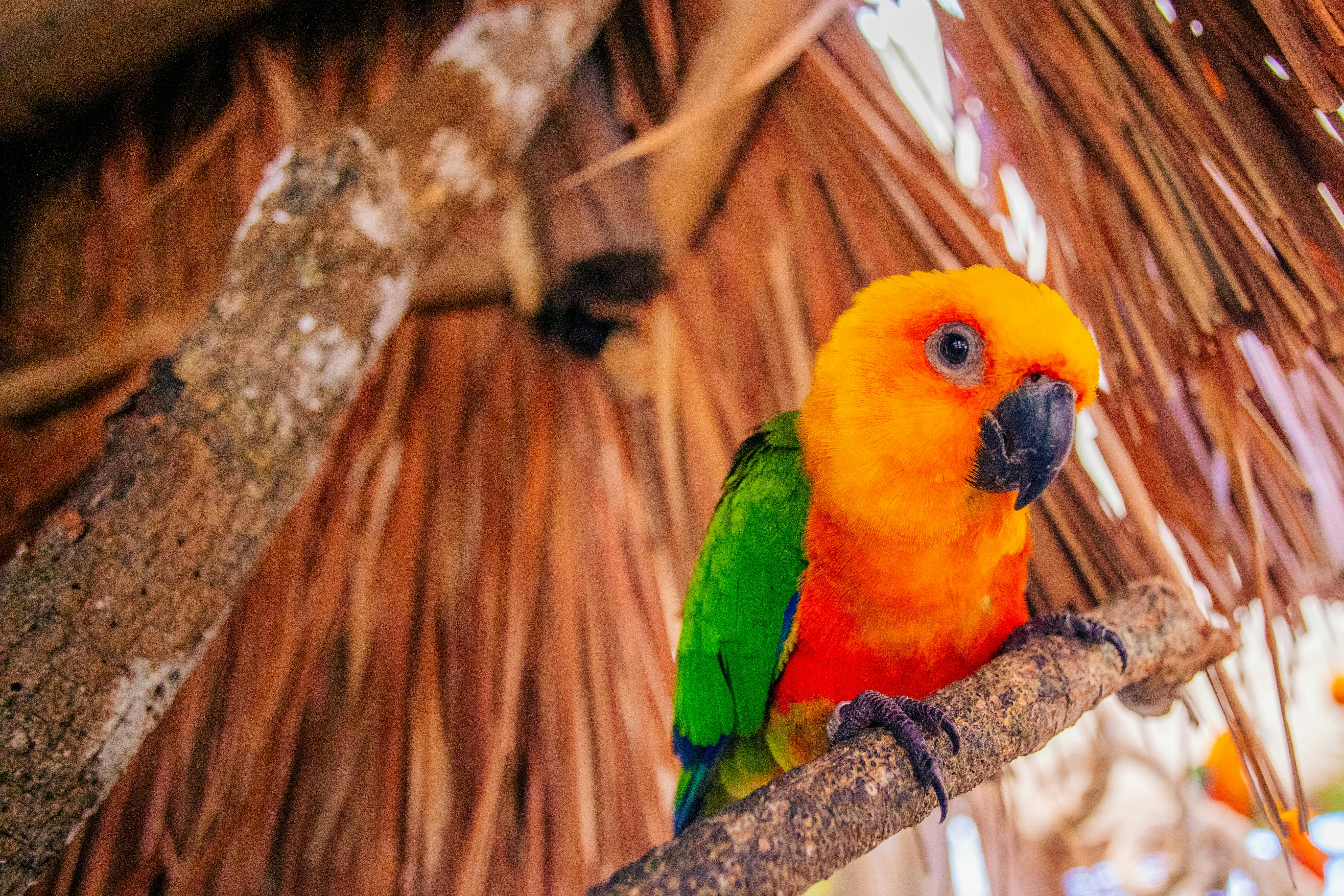 Selective Focus Photo of a Caged Orange and Yellow Baby Parrot Perched ...
