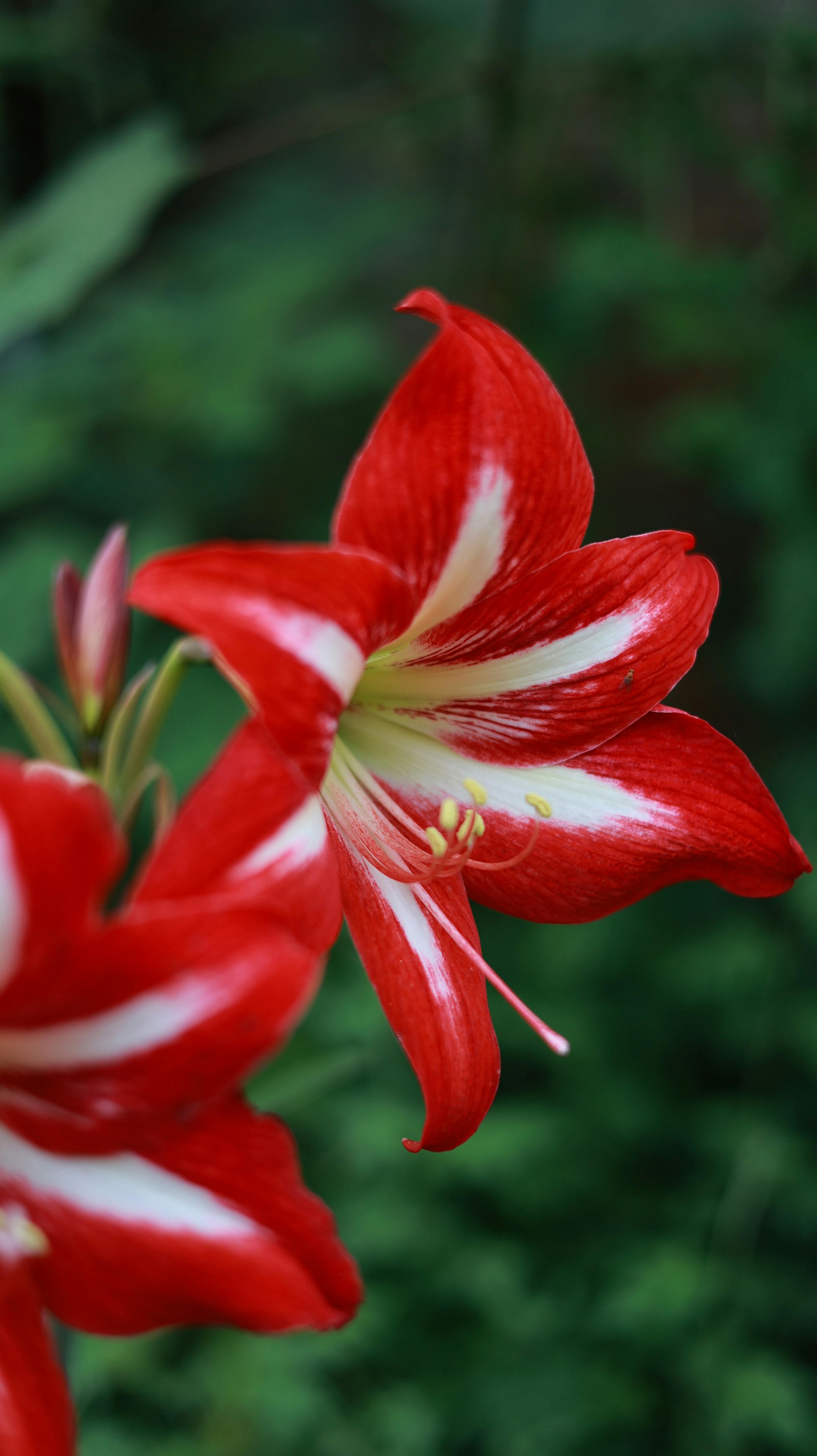 Closeup of Red Belladonna Lily Flowers · Free Stock Photo