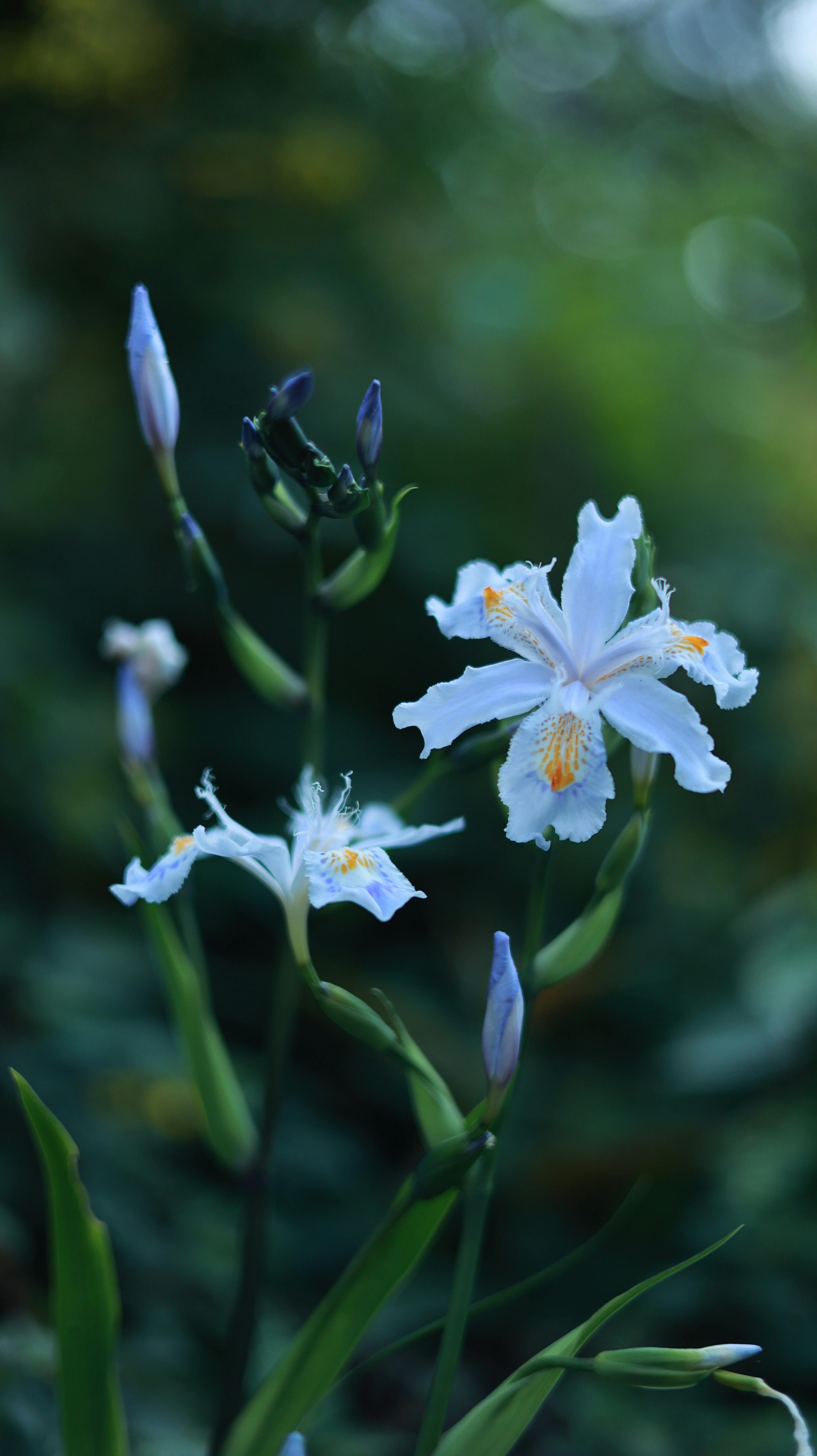Maria Iris Photos, Download The BEST Free Maria Iris Stock Photos & HD ...