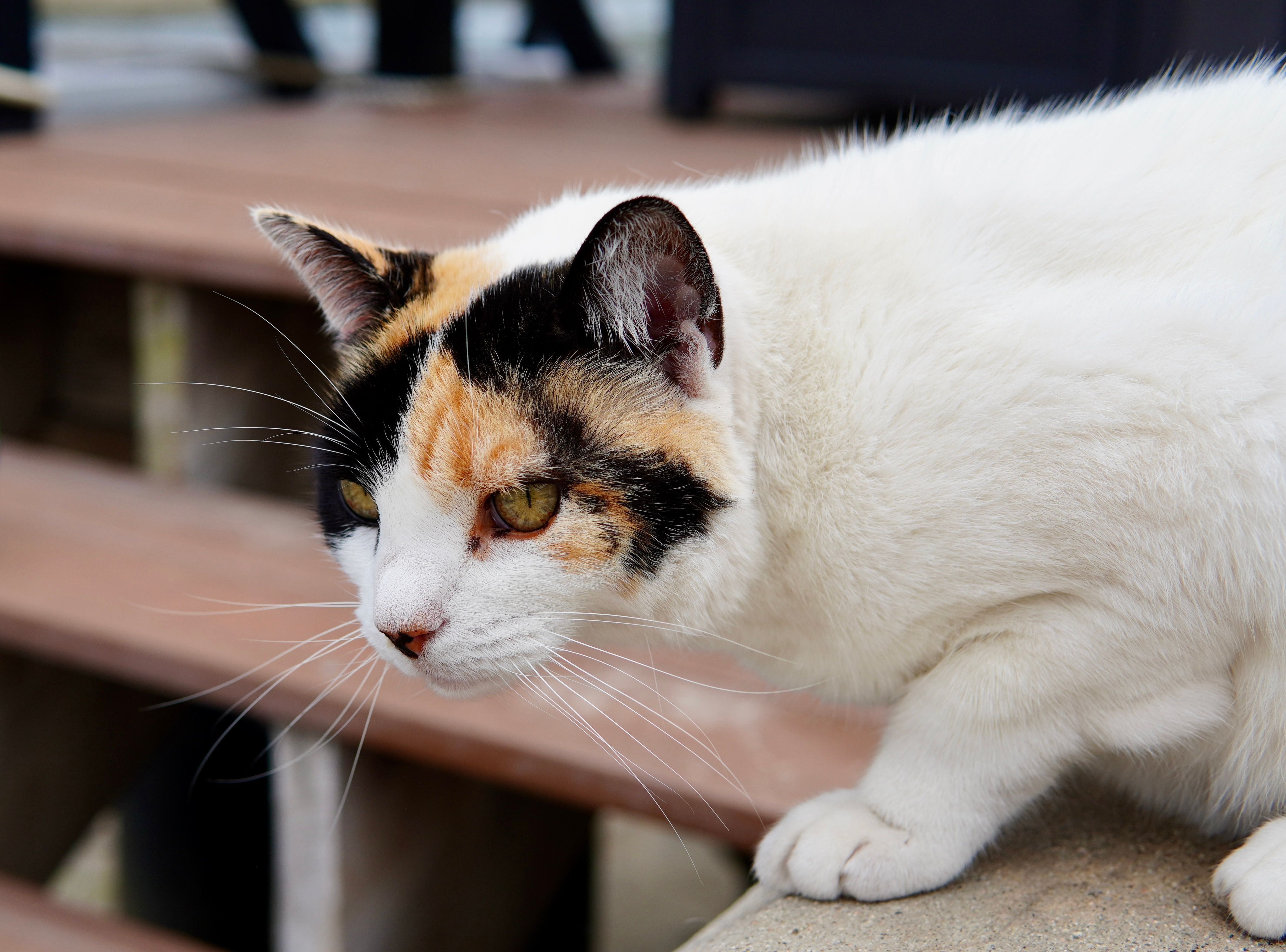White Cat with Tri-color Coat on Face Sitting on Bench · Free Stock Photo