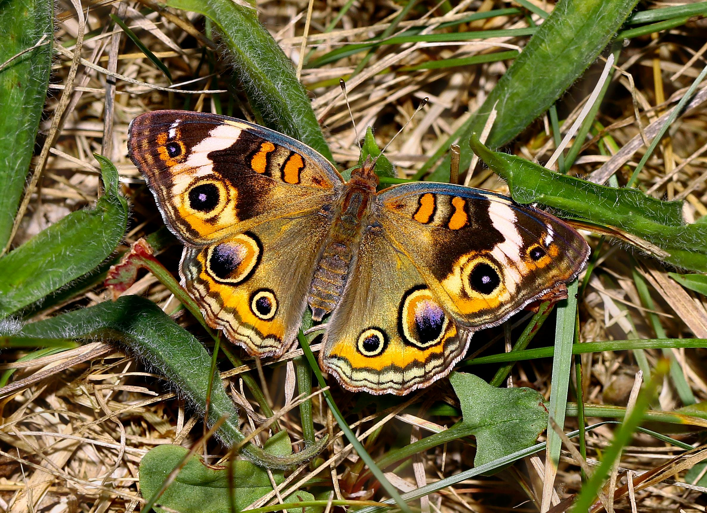 Close-up of the Common Buckeye · Free Stock Photo