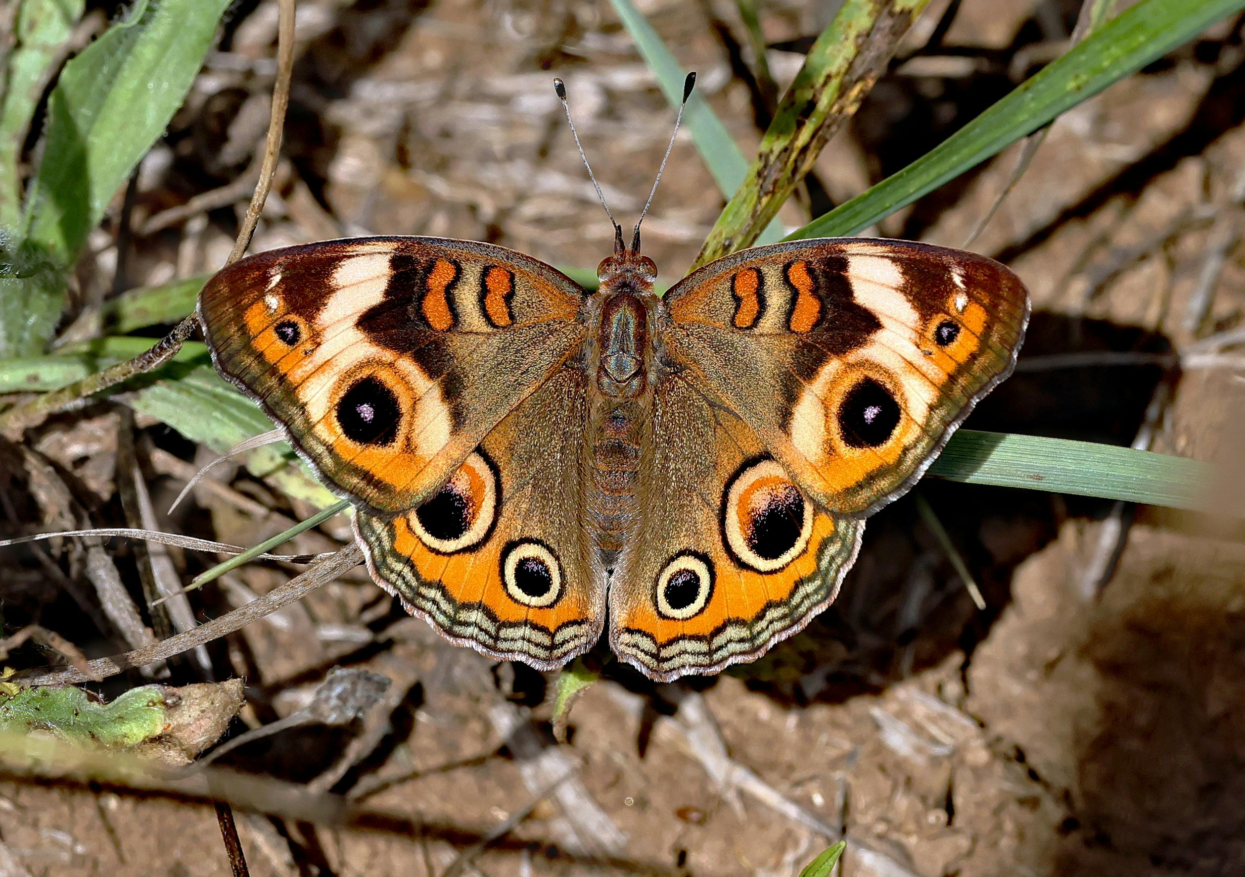 Close-up of the Common Buckeye Butterfly · Free Stock Photo