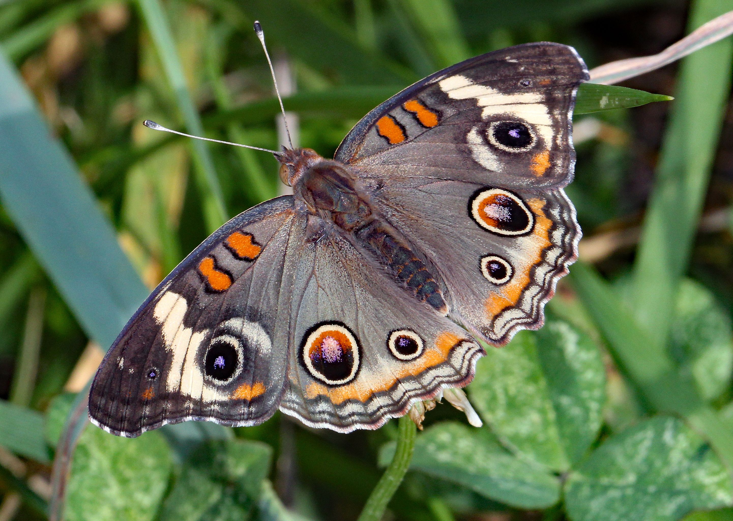 Common Buckeye in Grass · Free Stock Photo